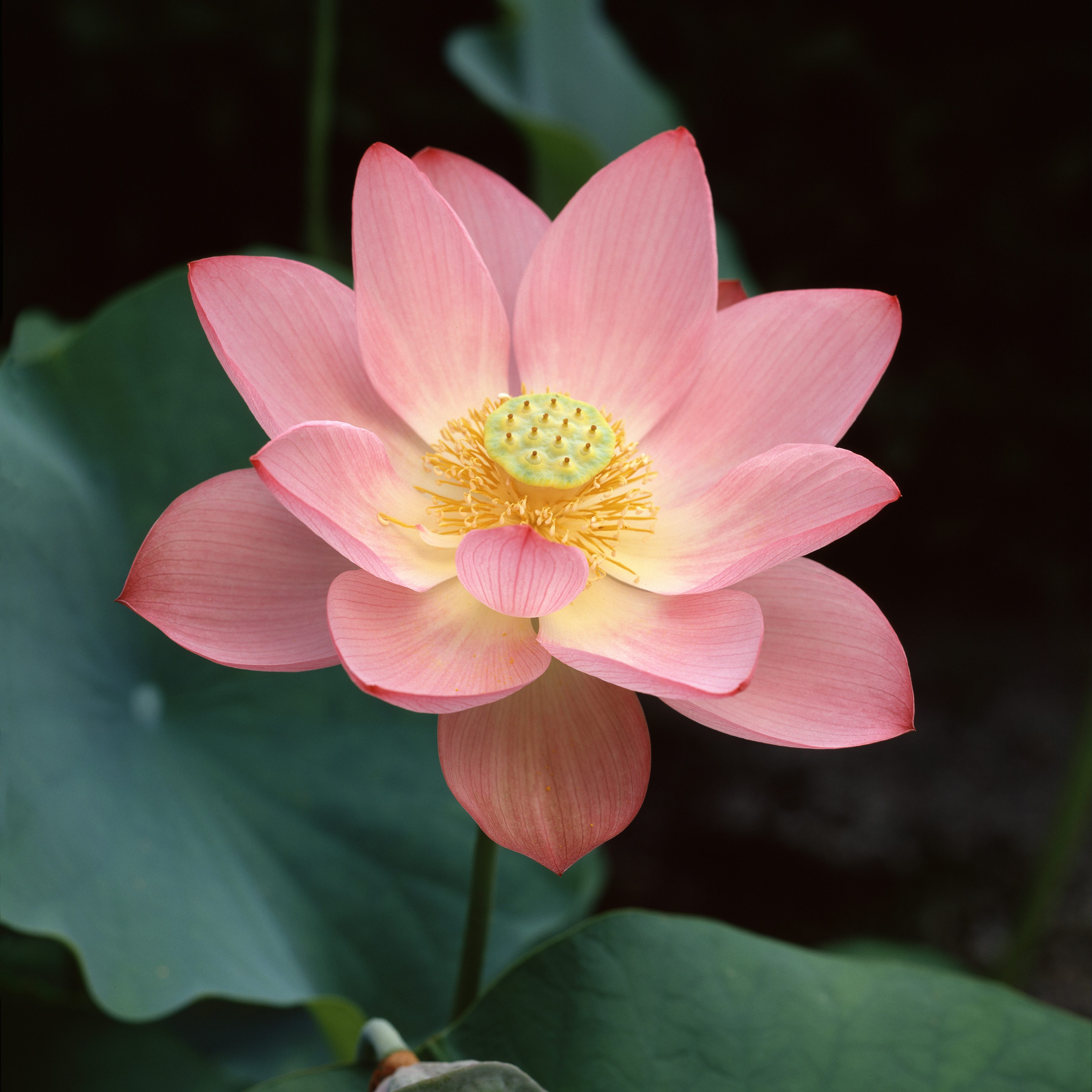 Nasce Ohga, rinasci tu | Ohga!