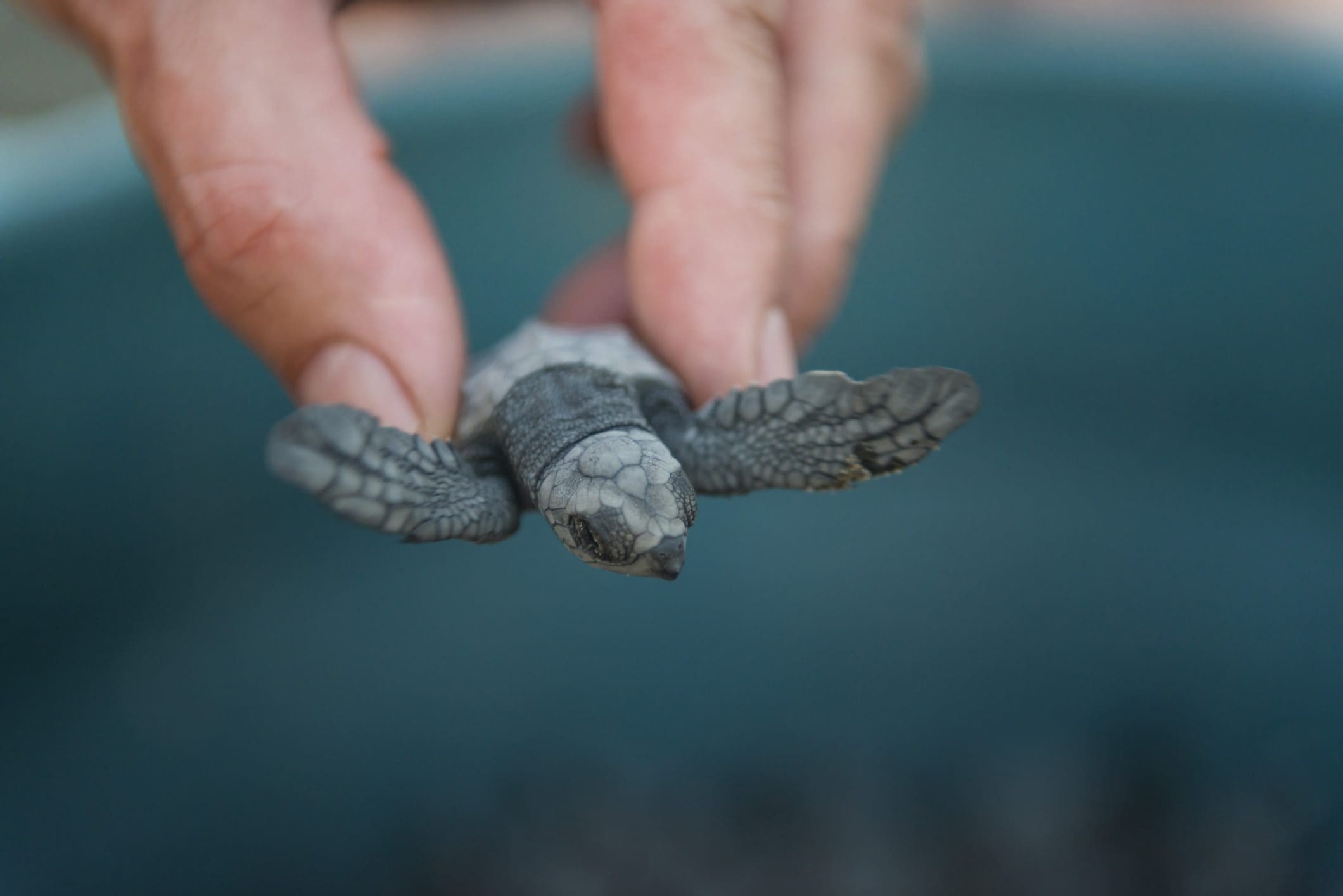 Animali in via di estinzione: le 7 specie da difendere | Ohga!