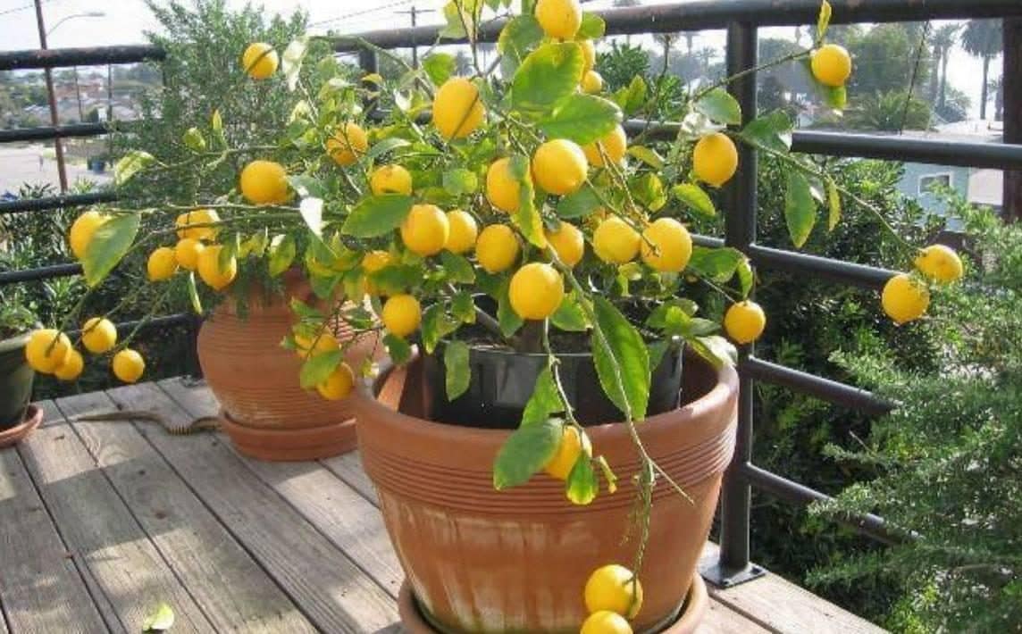 Come coltivare una pianta di limoni: i consigli pratici del giardiniere esperto | Ohga!