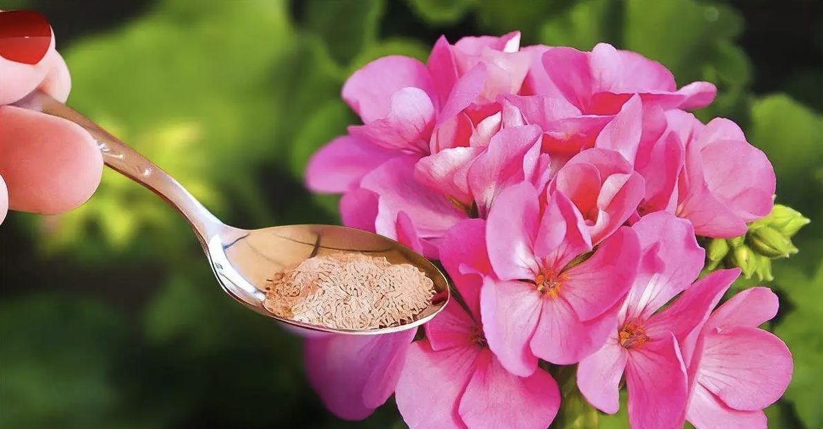 Come far fiorire le ortensie di colori diversi: il trucco naturale che ...