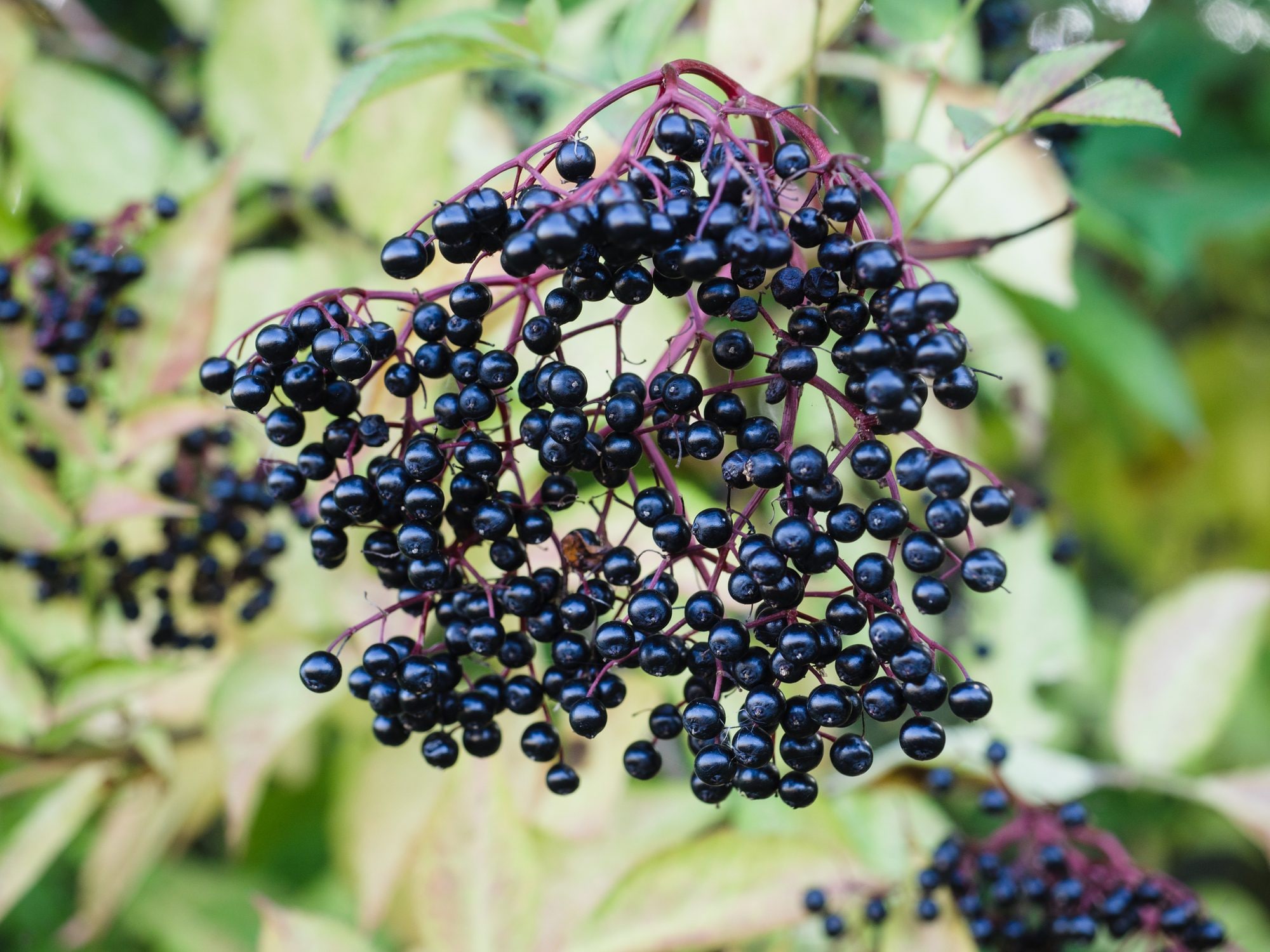 Rimedio naturale per influenza: le bacche di sambuco | Ohga!