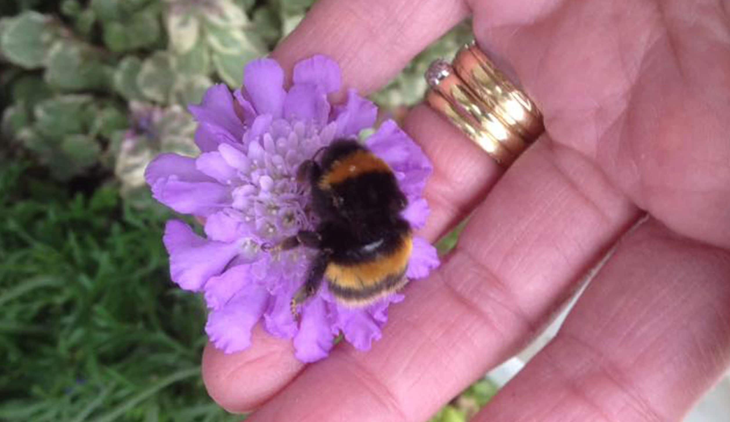 Adotta un bombo nato senza ali per un virus, l'amicizia unica tra Fiona ...