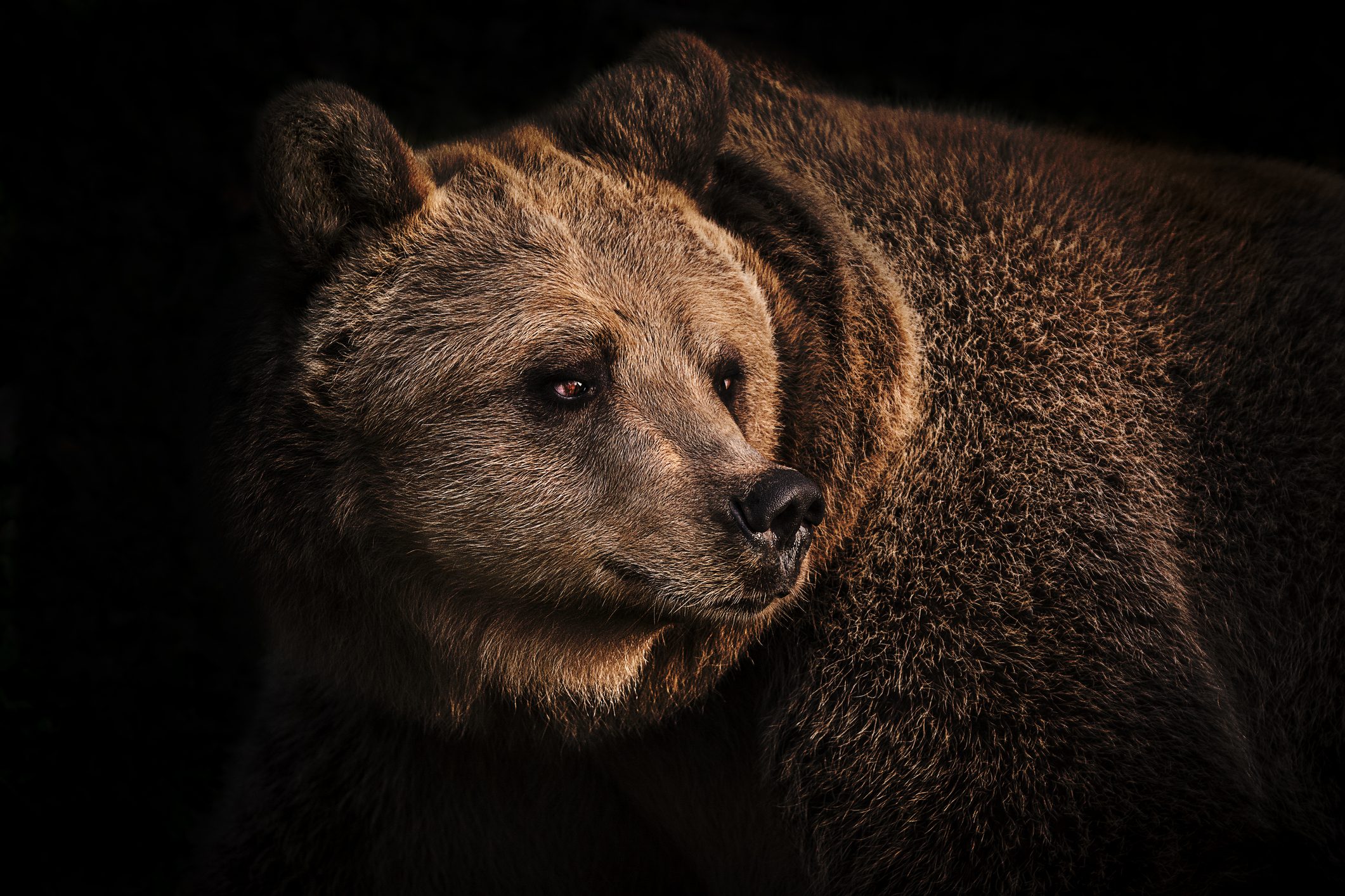 Orso M49: catturato, evaso e ora ricercato (con possibilità di ...