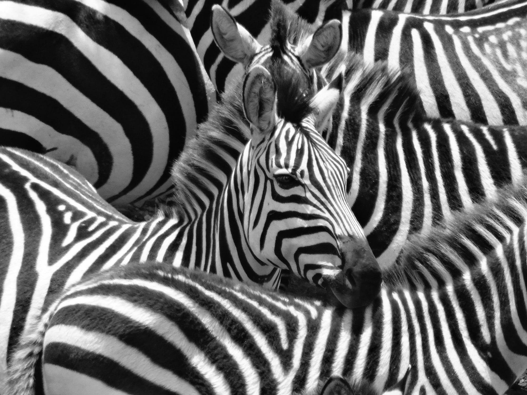 In un riserva del Kenya avvistata una zebra a pois: si chiama Tira