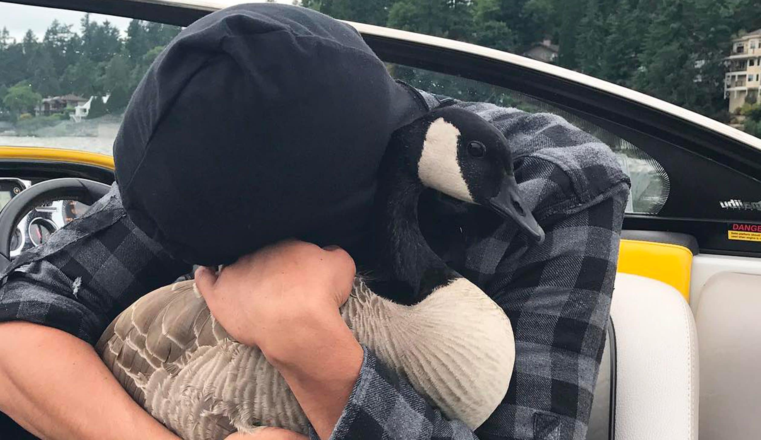 Kyle, l’oca fedele che non abbandona mai il ragazzo che l’ha salvata