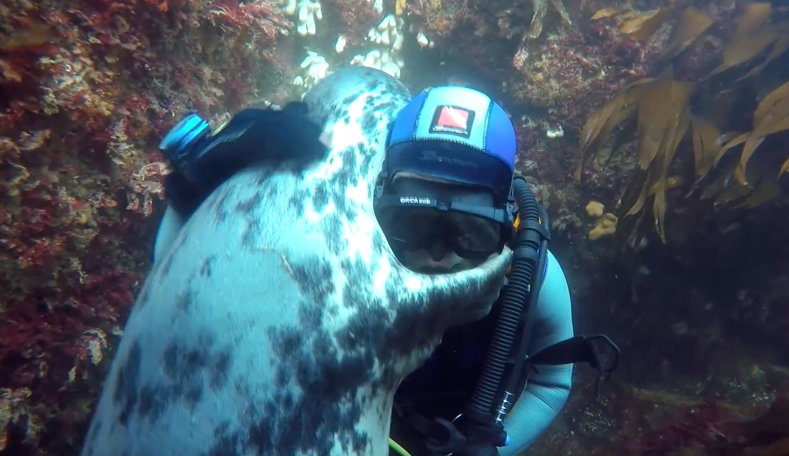 La foca abbraccia il sub, il rapporto unico tra il biologo Ben Burville ...