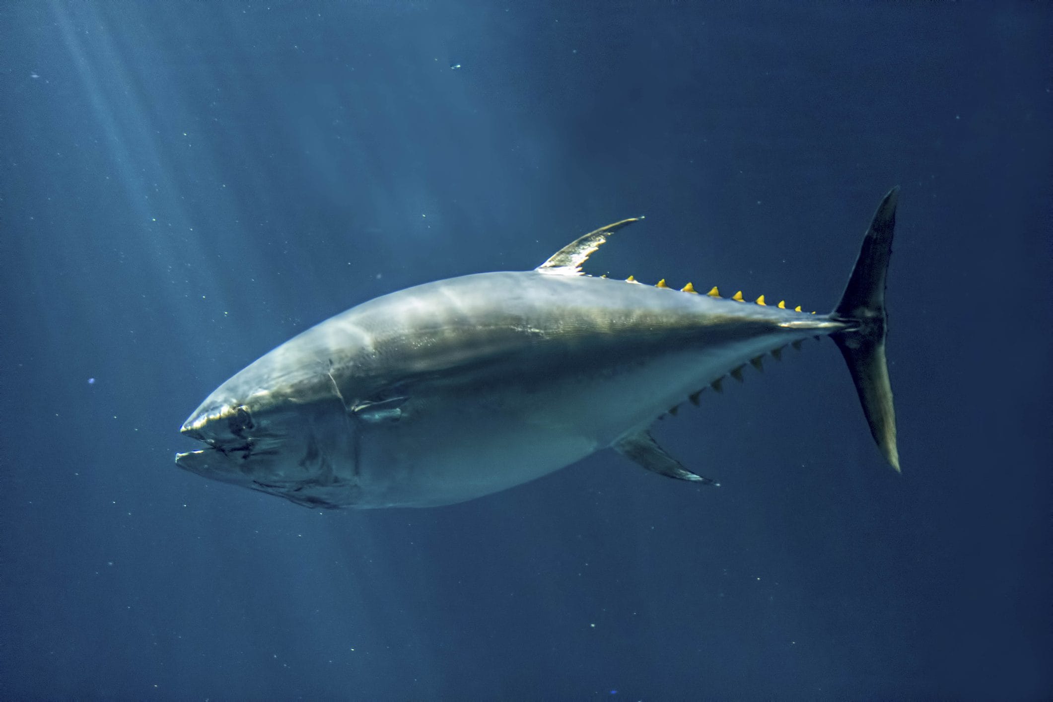 Il tonno potrebbe sparire dai nostri mari a causa della pesca ...