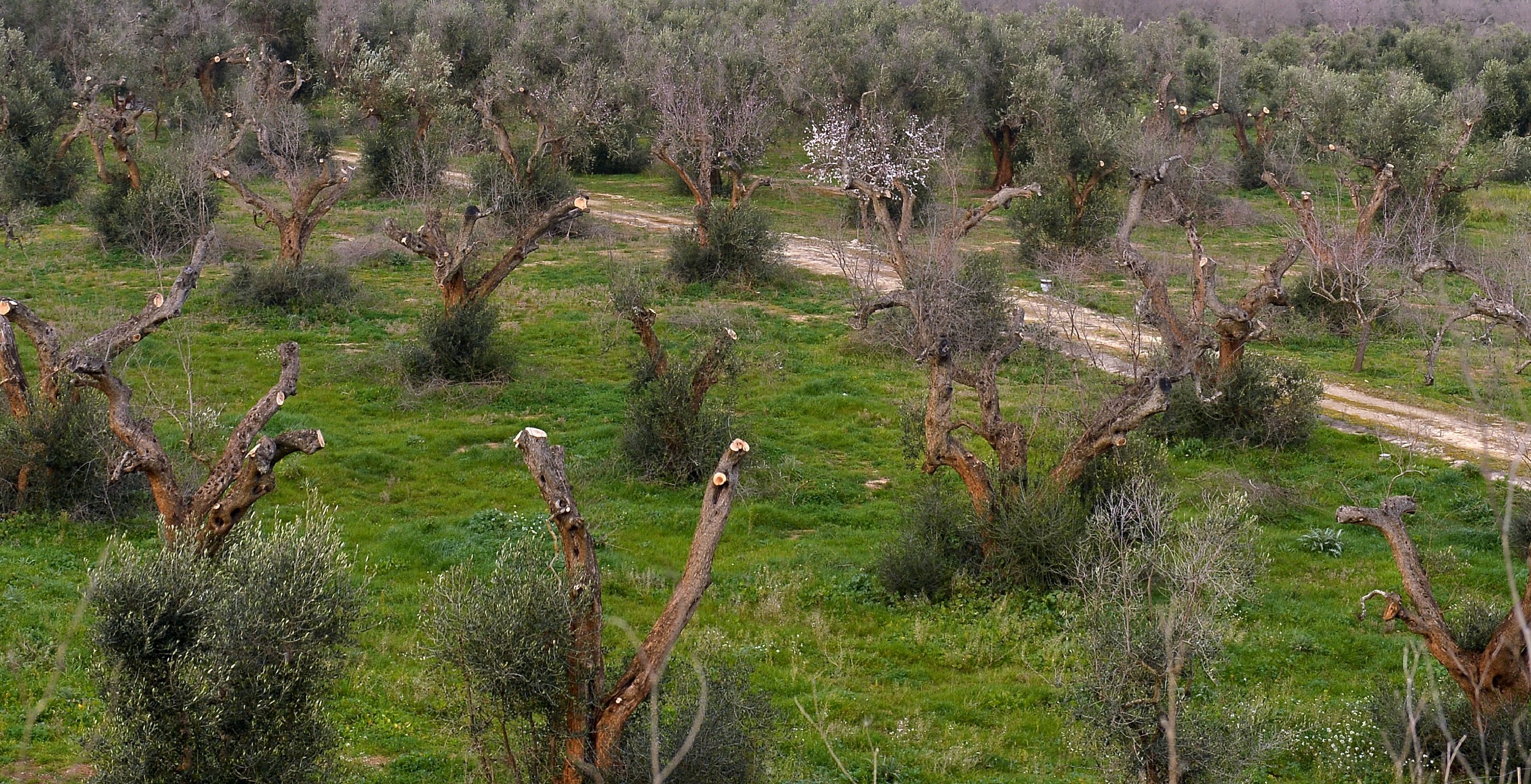 Possiamo salvarci dalla Xylella: parte una sperimentazione medica per ...