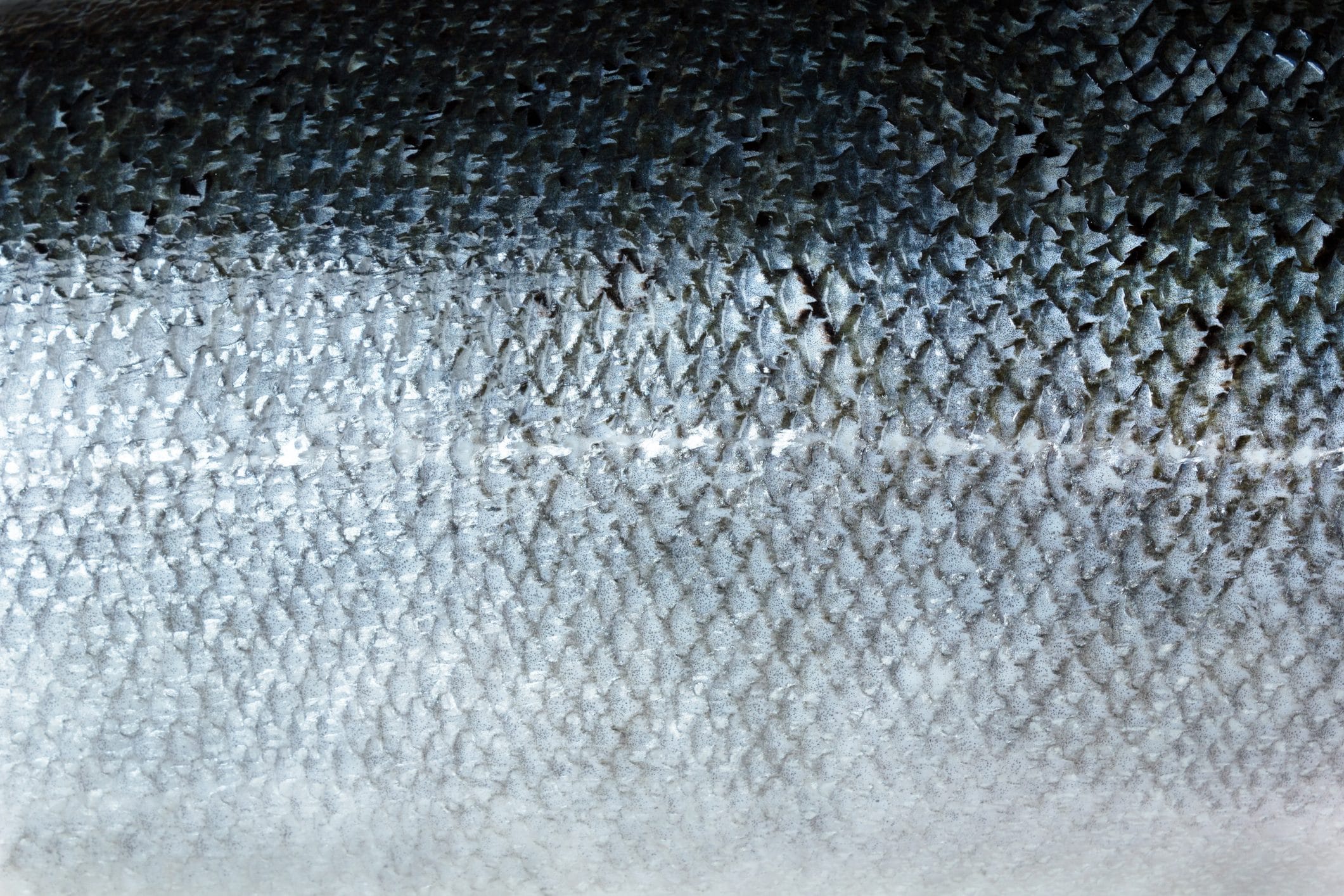 MarinaTex, la bioplastica che nasce dagli scarti di pesce | Ohga!