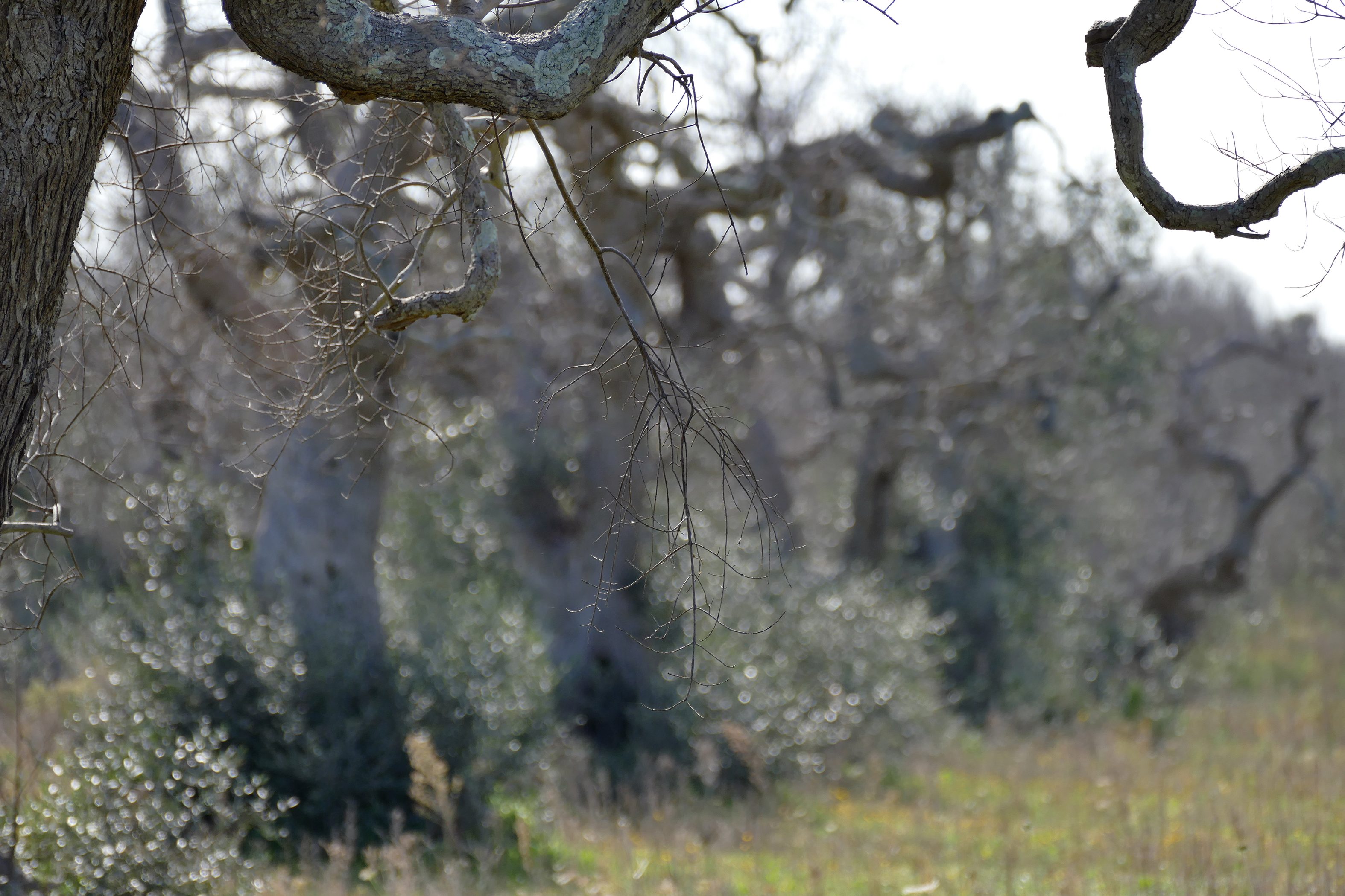 Xylella fastidiosa: cause, conseguenze e danni che il batterio ha ...
