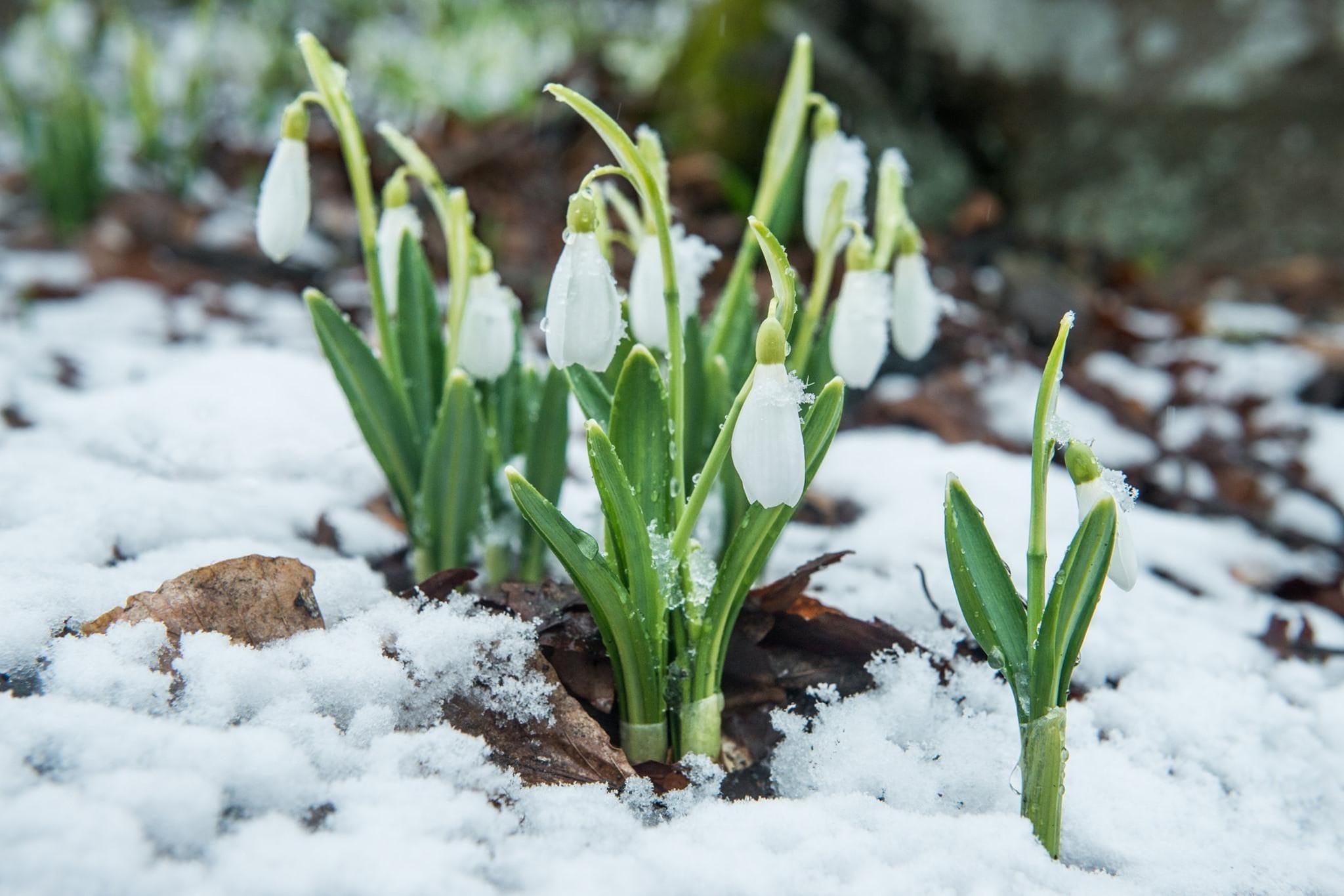 Bucaneve il fiore che preannuncia la primavera | Ohga!
