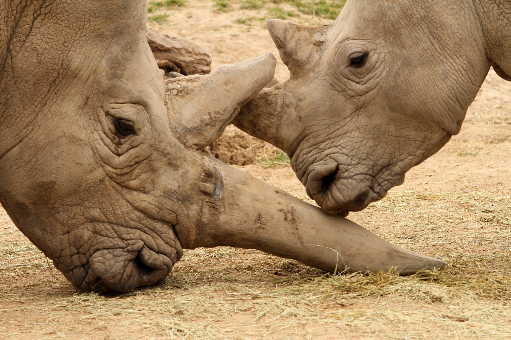 Rinoceronte bianco del Nord: la corsa contro il tempo dell'Italia per ...