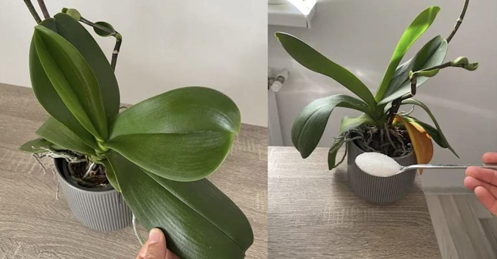 Orchidea: tutto quello che c'è da sapere su questa pianta e come ...