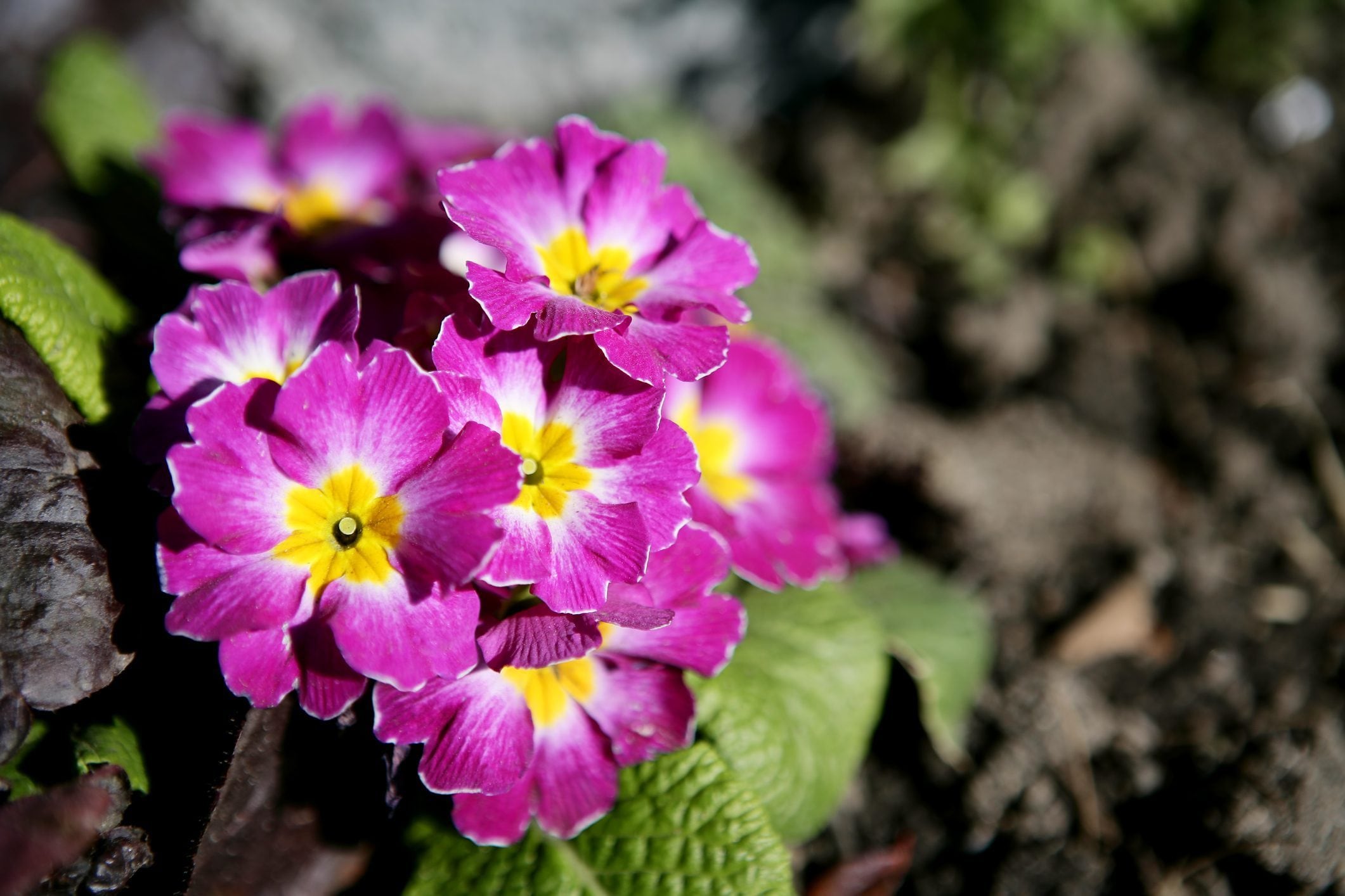 Come coltivare la primula, il fiore che annuncia la primavera e che si ...