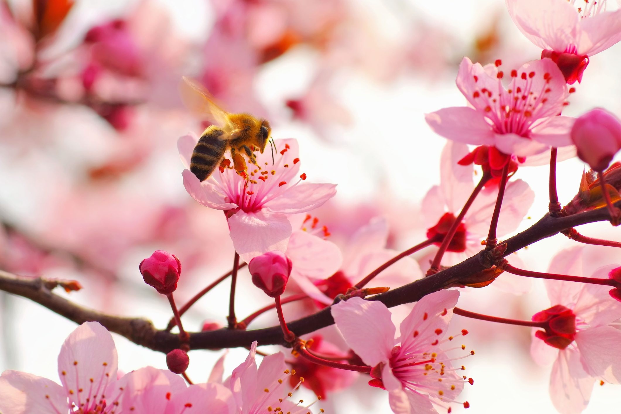 Il mondo si ferma e fiori selvatici crescono: le api fanno festa | Ohga!