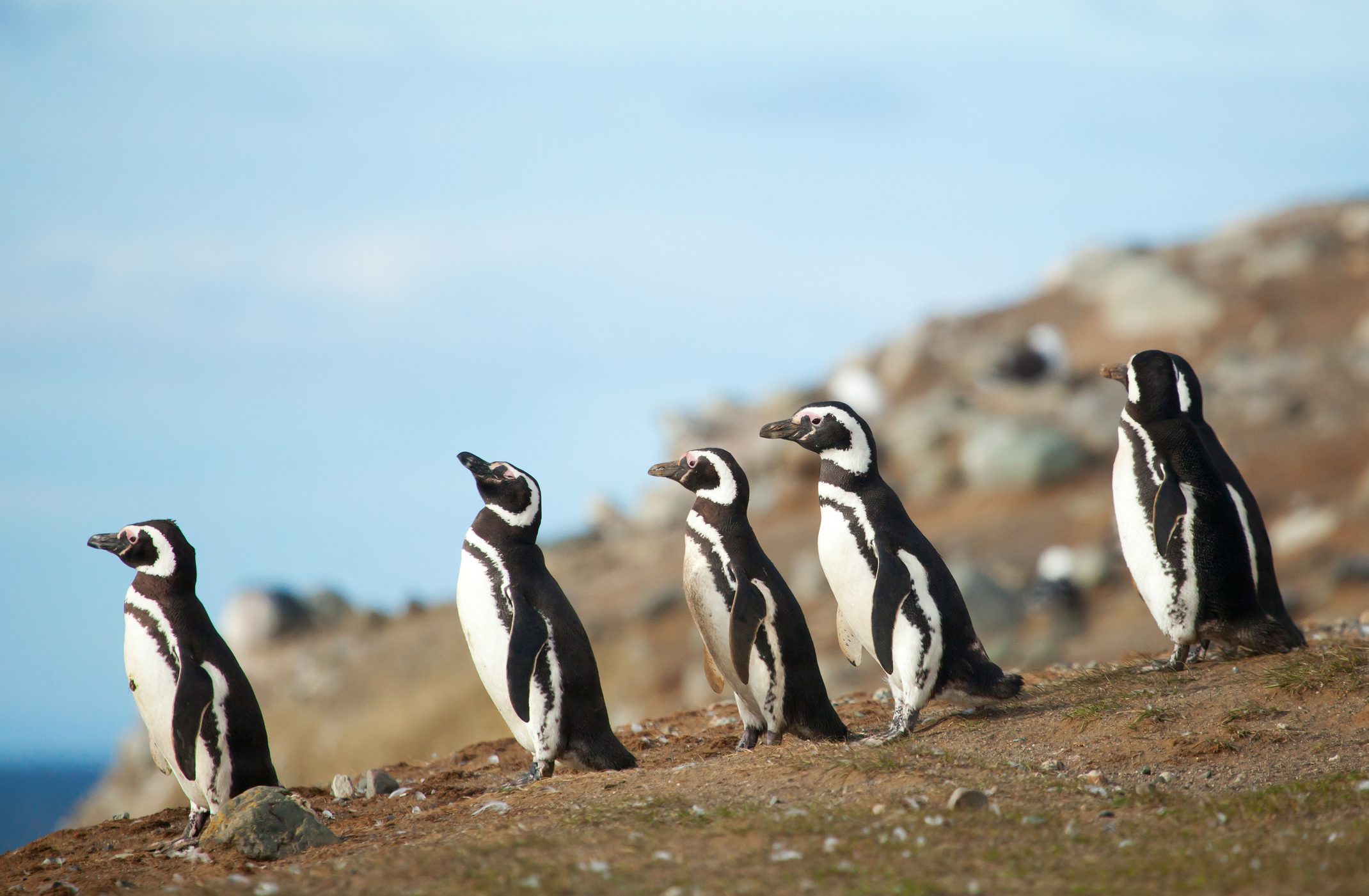 Pinguini curati e liberati su una spiaggia in Argentina | Ohga!