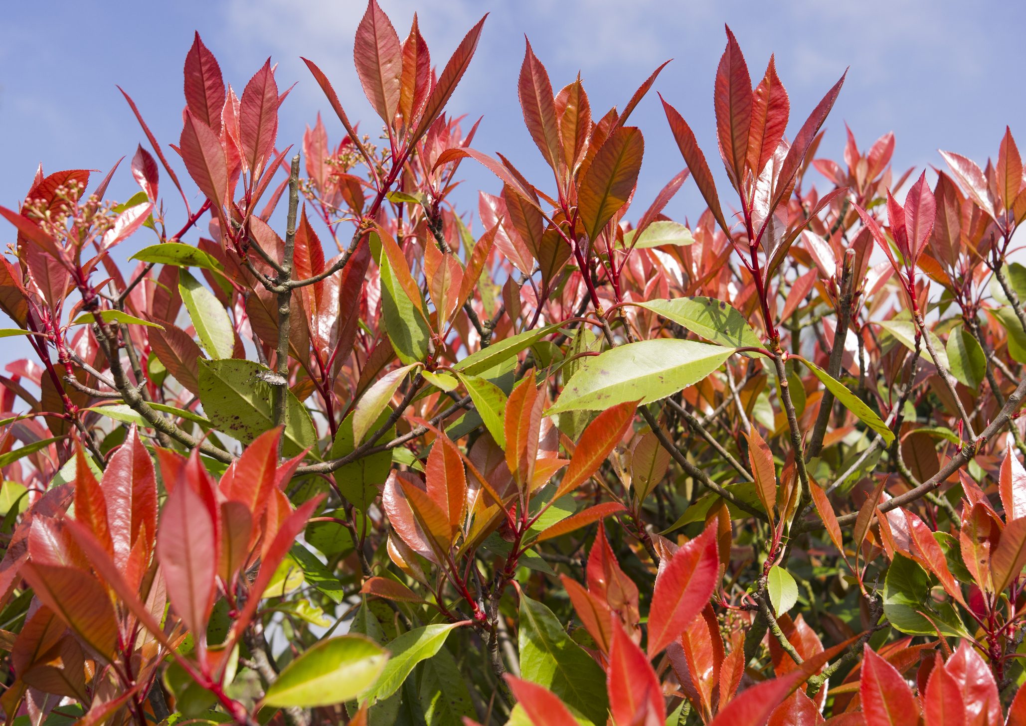 Photinia (fotinia): varietà e come coltivarla