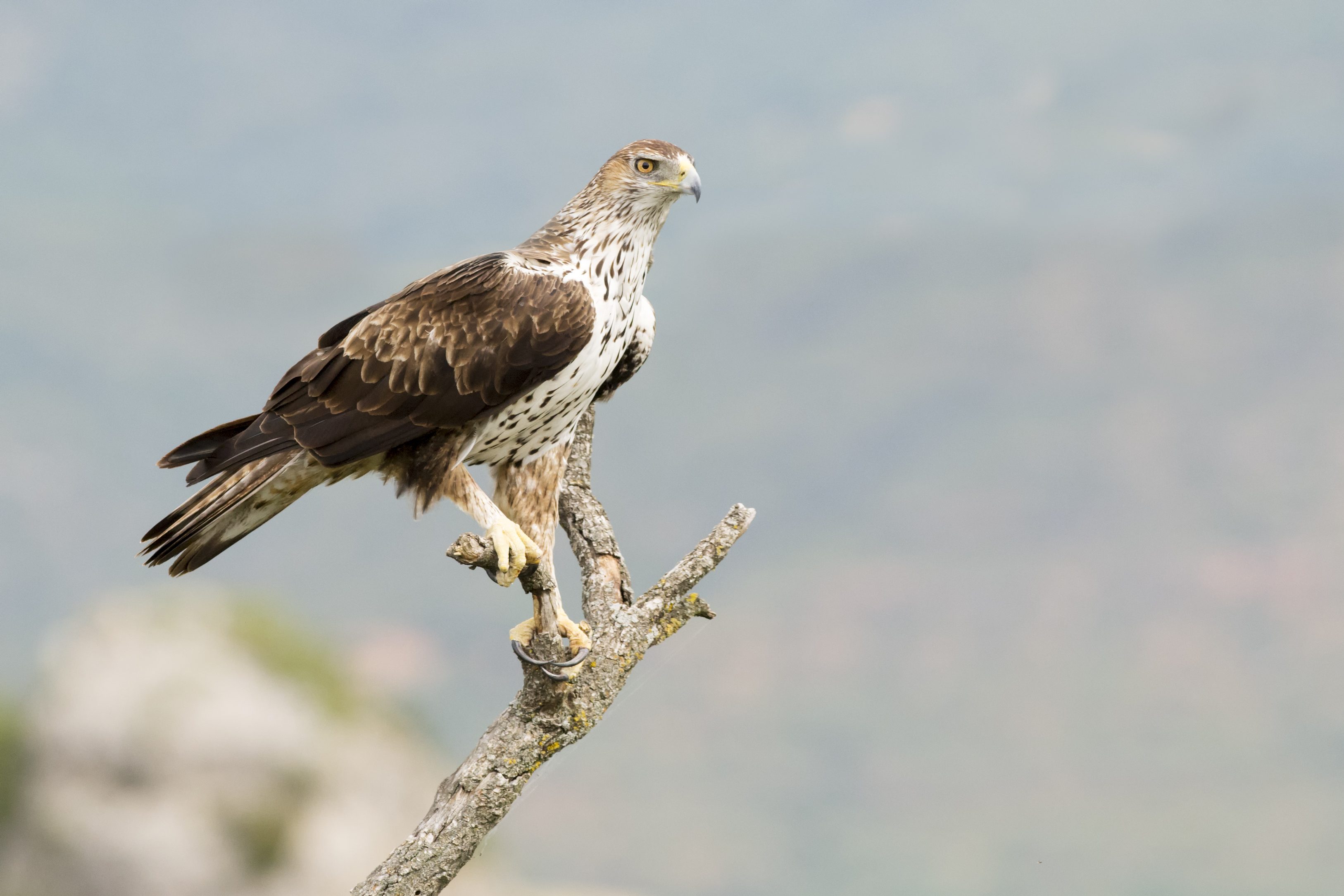 È morta a 33 anni l'aquila Murphy: l'aquila calva che ha commosso il ...
