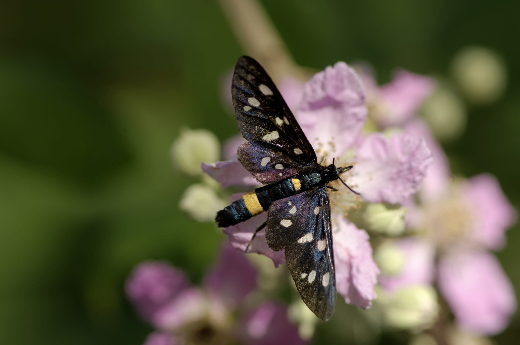 Le falene sono importanti impollinatori al pari di api e farfalle | Ohga!