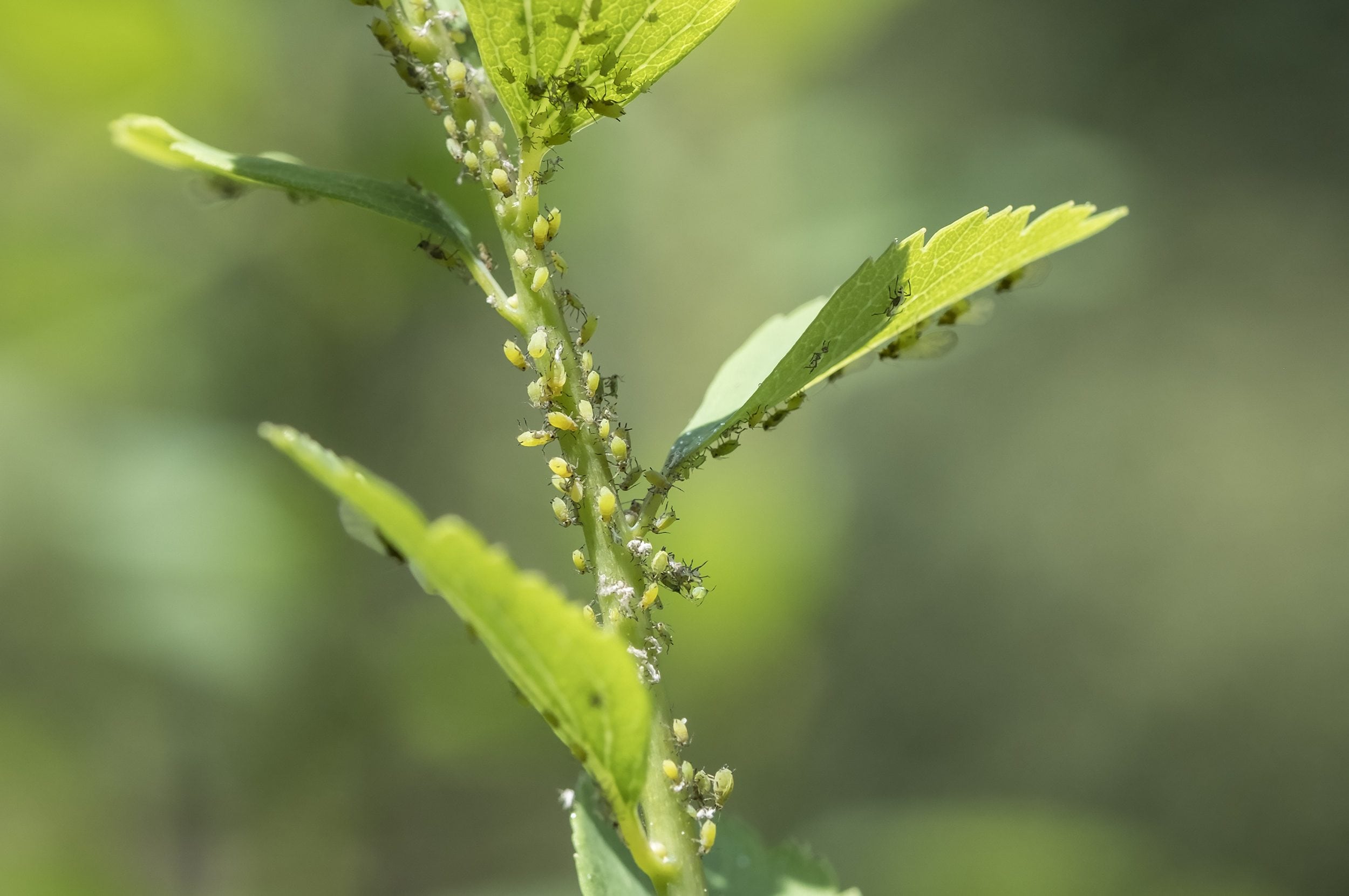 Gli afidi sono sempre più resistenti: uno studio cerca di capirne l ...