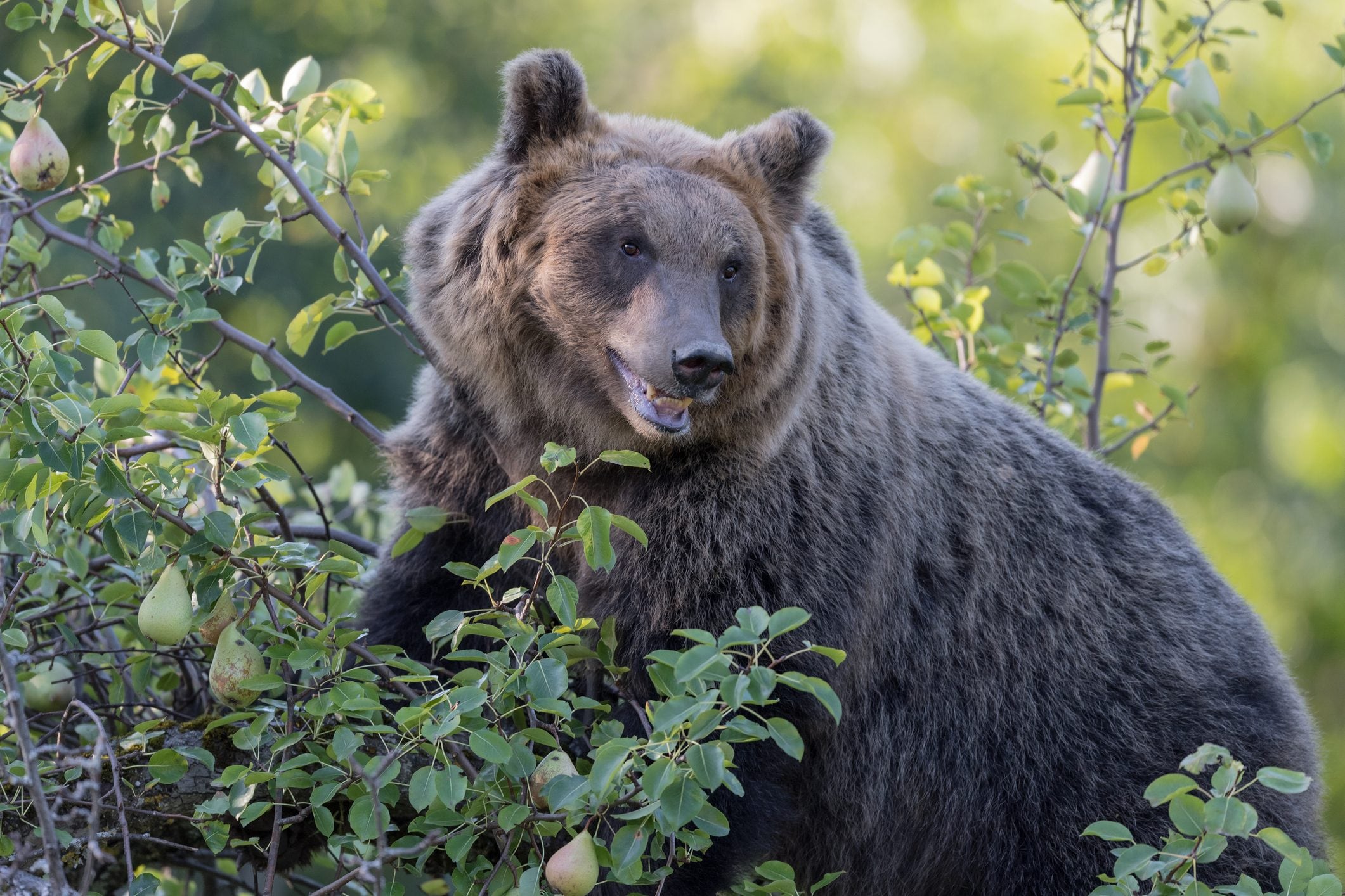 Mamma orso marsicano a spasso con i suoi 4 cuccioli