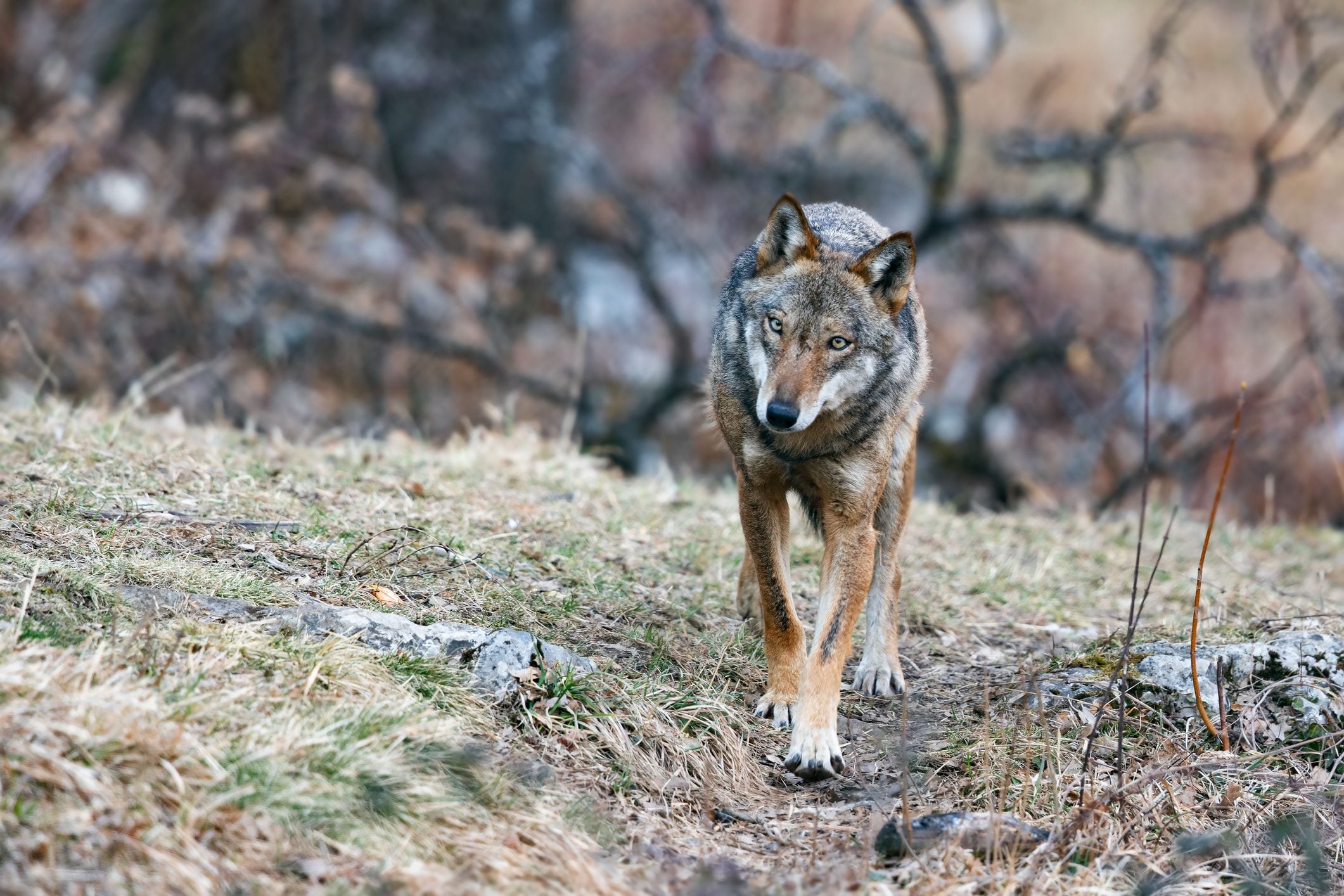 Lupo investito viene soccorso e salvato dai veterinari dell'Asl Roma 4 ...
