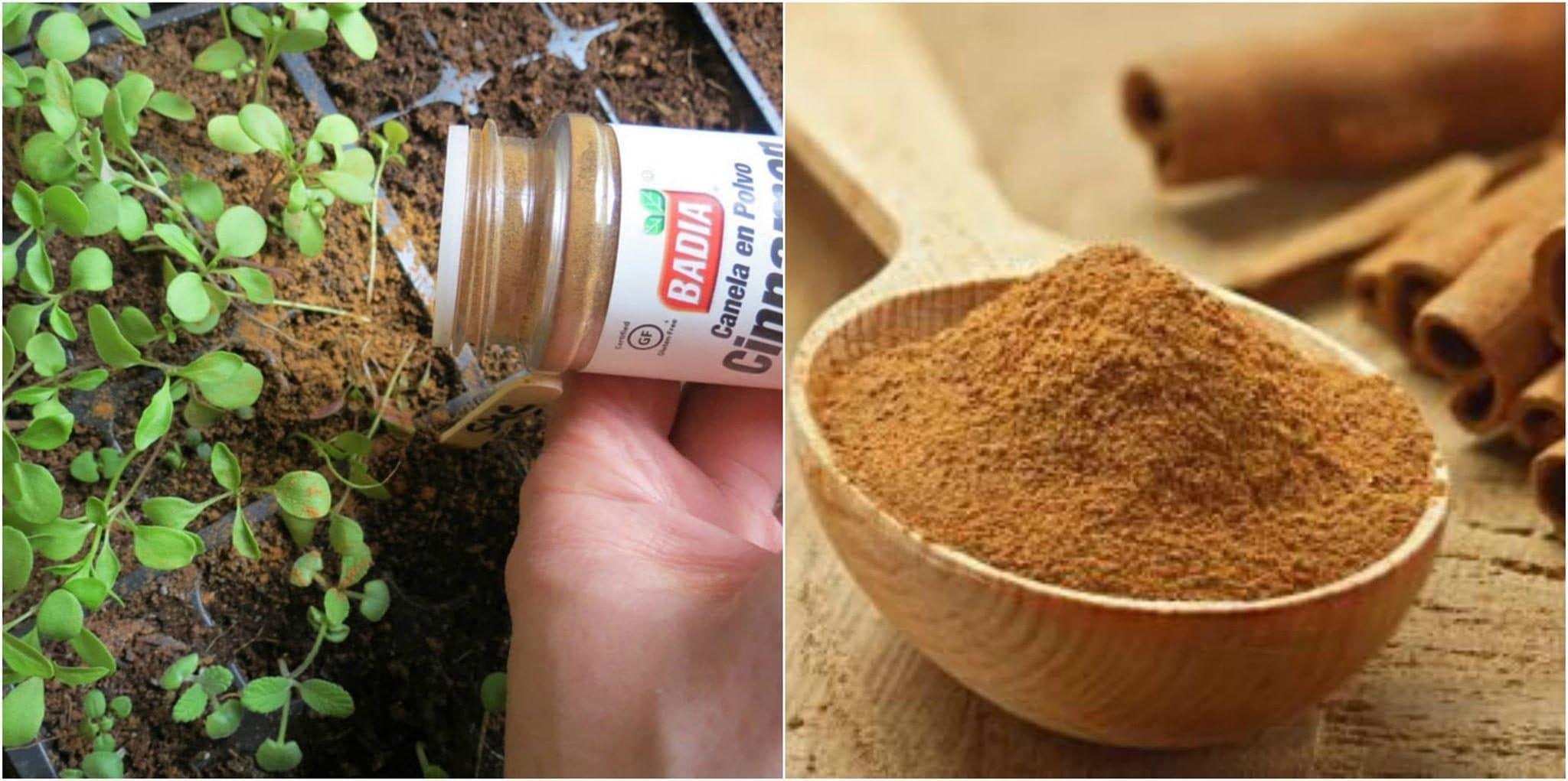 Cannella in giardino: benefici e consigli utili per le tue piante | Ohga!