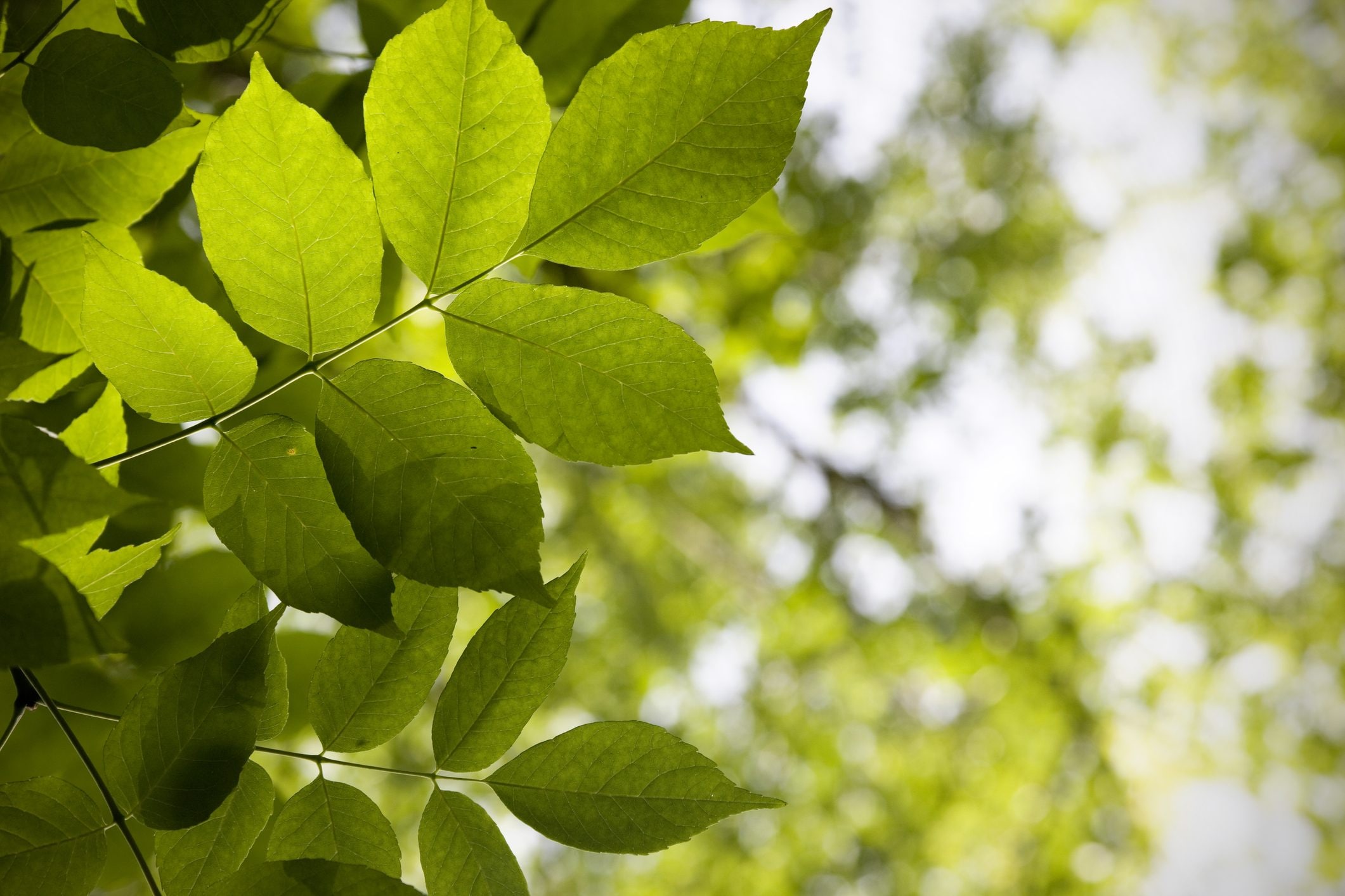Frassino: specie, proprietà e utilizzi | Ohga!