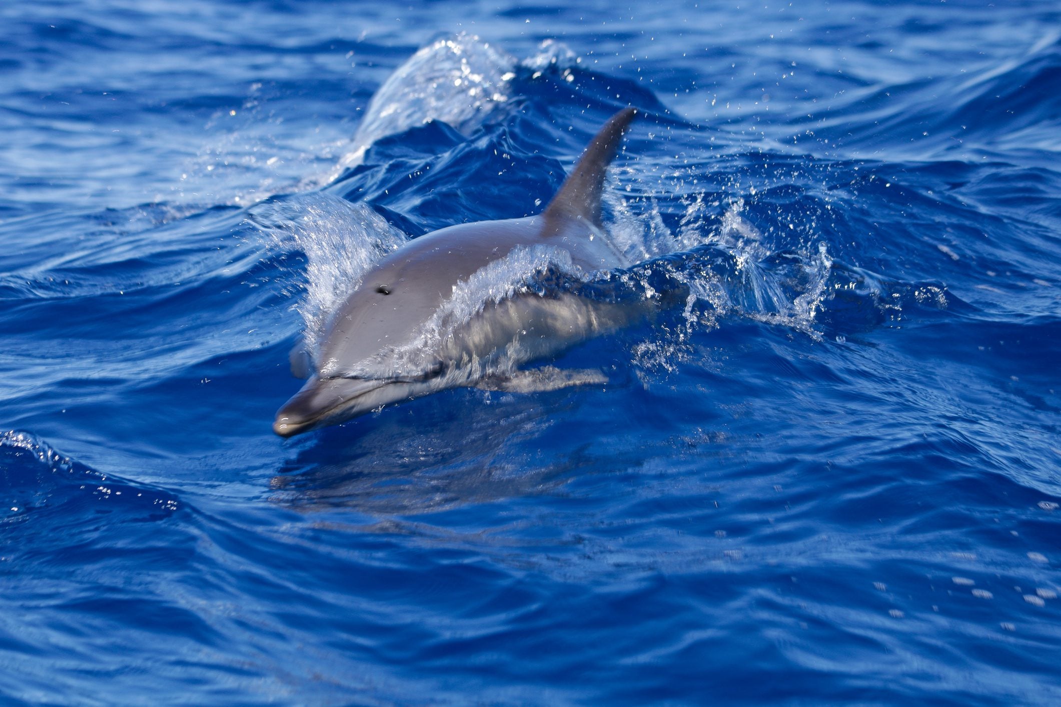 Mar Adriatico, ricompare raro delfino comune considerato estinto | Ohga!