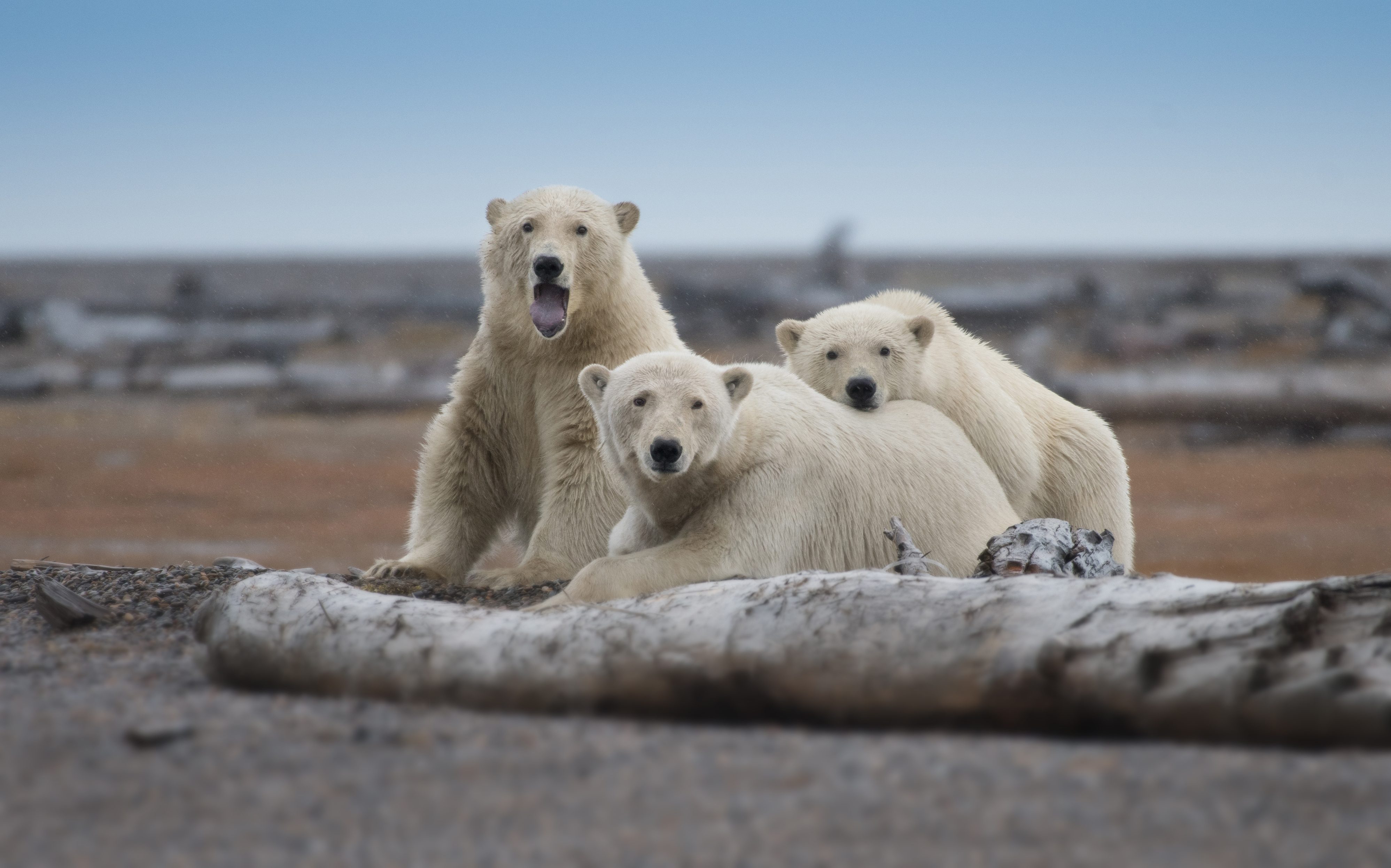 Forse un giorno l'editing genetico potrebbe aiutarci a salvare gli ...