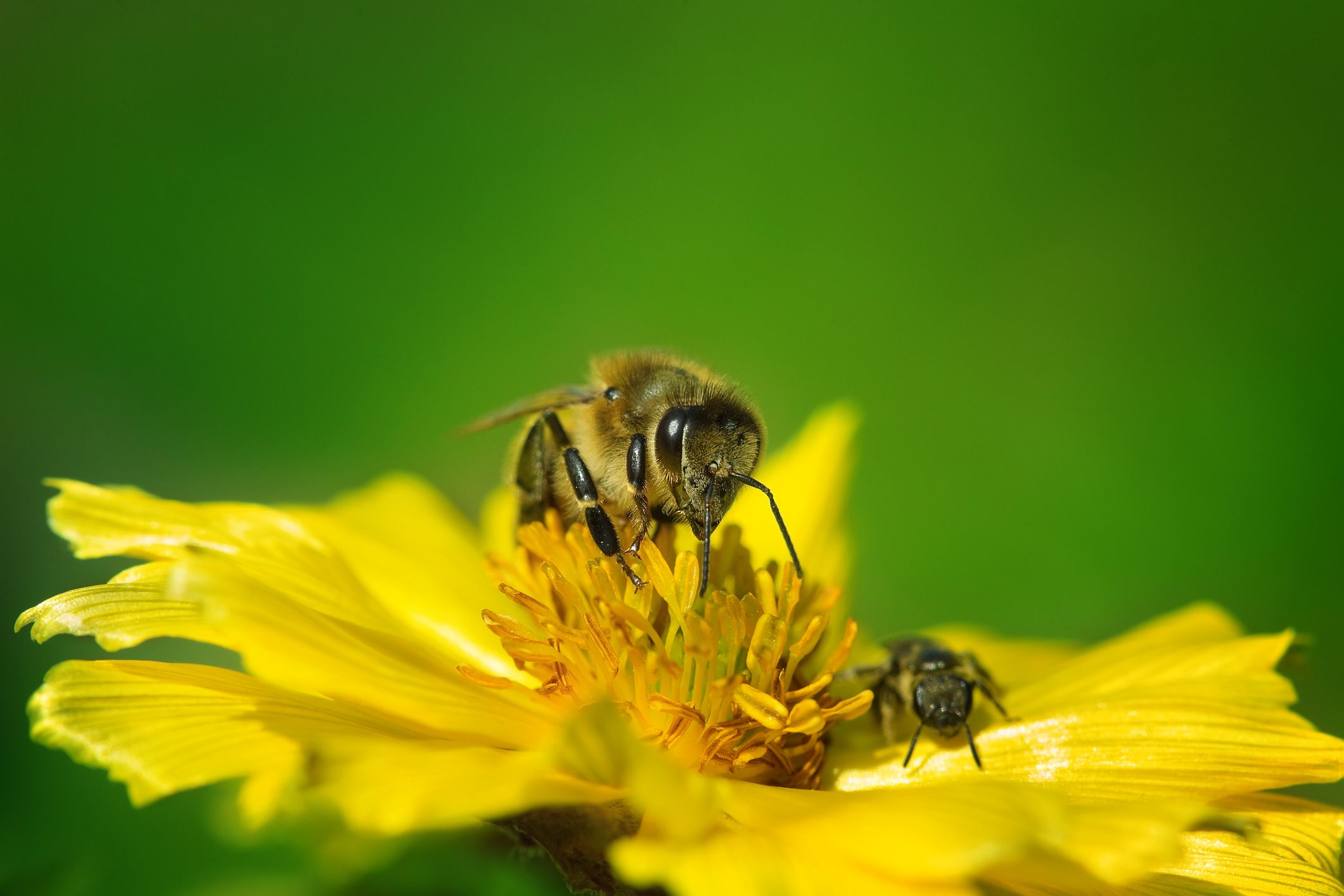 Veleno delle api nei cosmetici: i benefici e i rischi | Ohga!