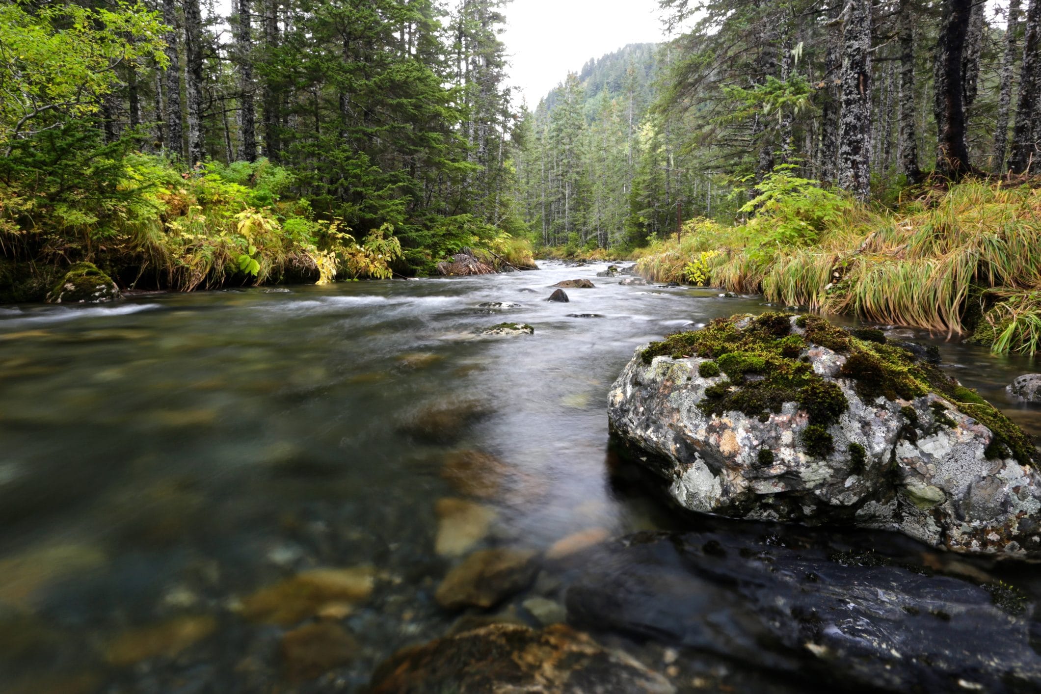 Ritrovati 12 esemplari di Asprete, il pesce che resiste da 65.000 anni ...