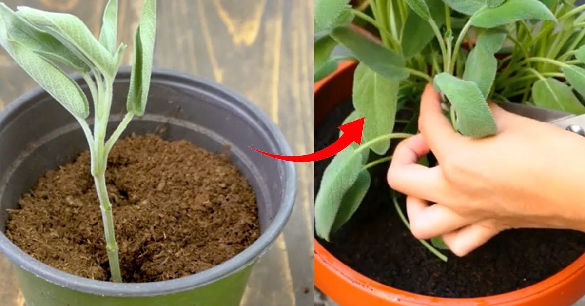 3 piante aromatiche da propagare per talea: rosmarino, salvia e ...