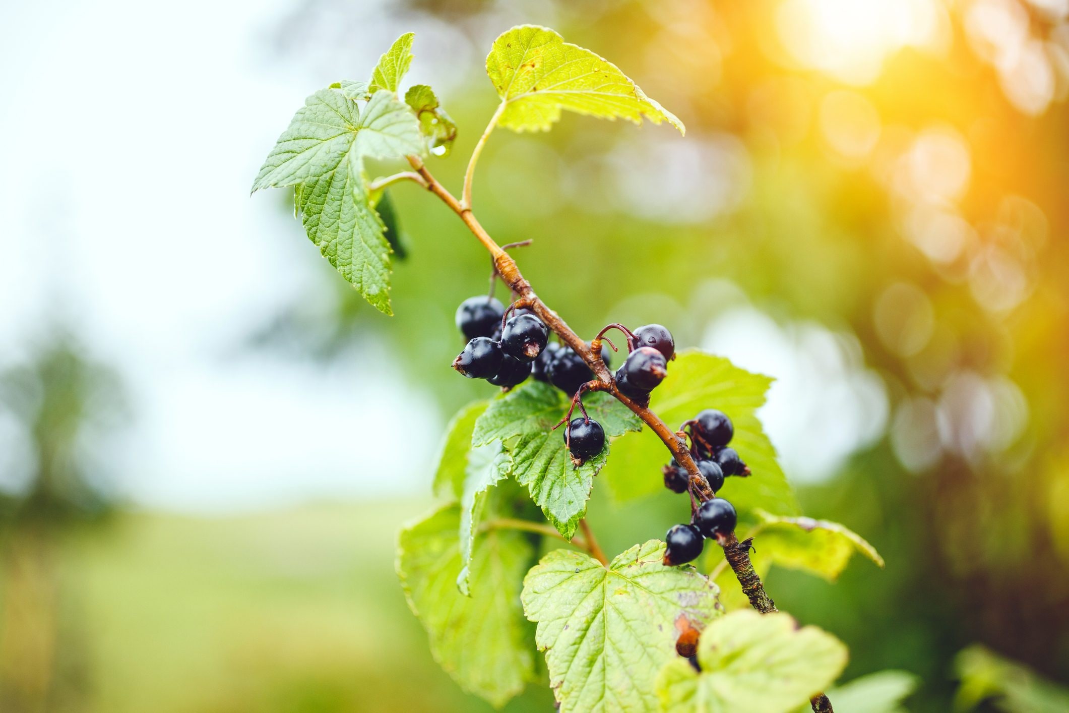 Ribes nigrum (ribes nero): proprietà e controindicazioni | Ohga!