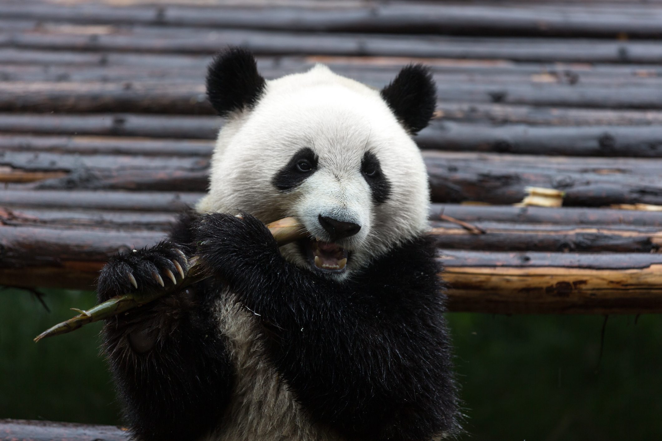 Morto Xinxing, il panda in cattività più anziano del mondo. Aveva 38 ...