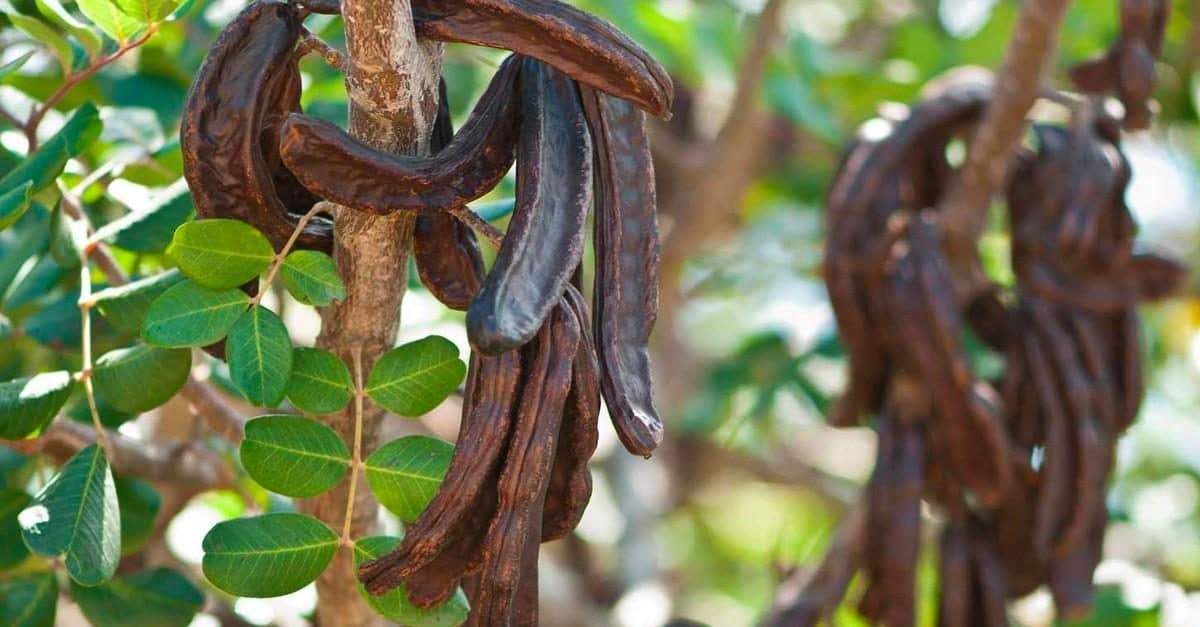 Carruba: le proprietà, i valori nutrizionali e come si mangia | Ohga!