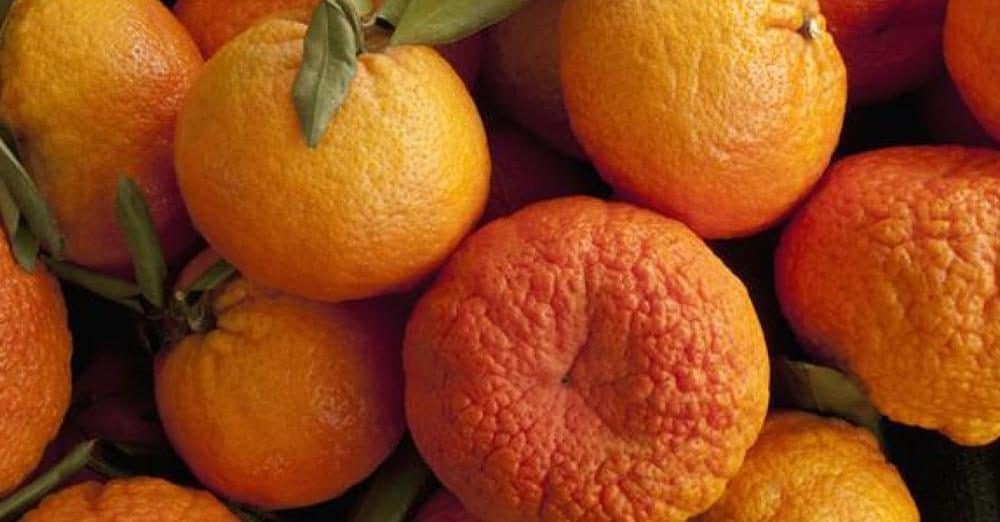 Mandarancio: proprietà, benefici e usi in cucina