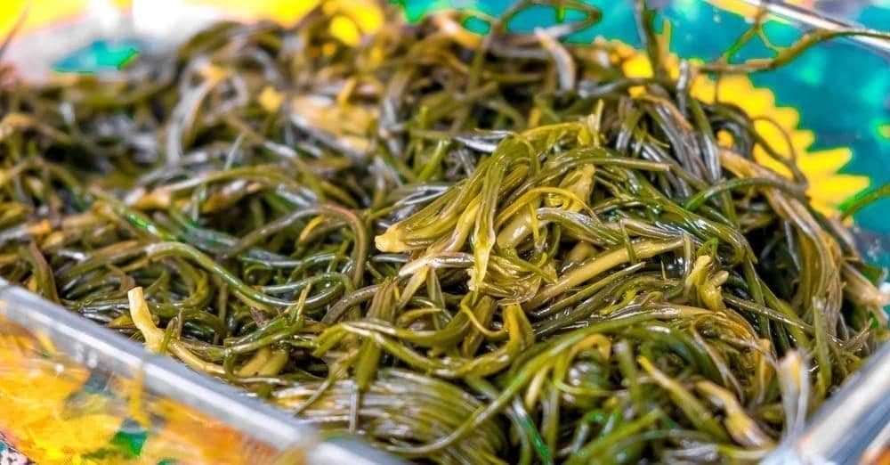 Agretti: proprietà e benefici | Ohga!