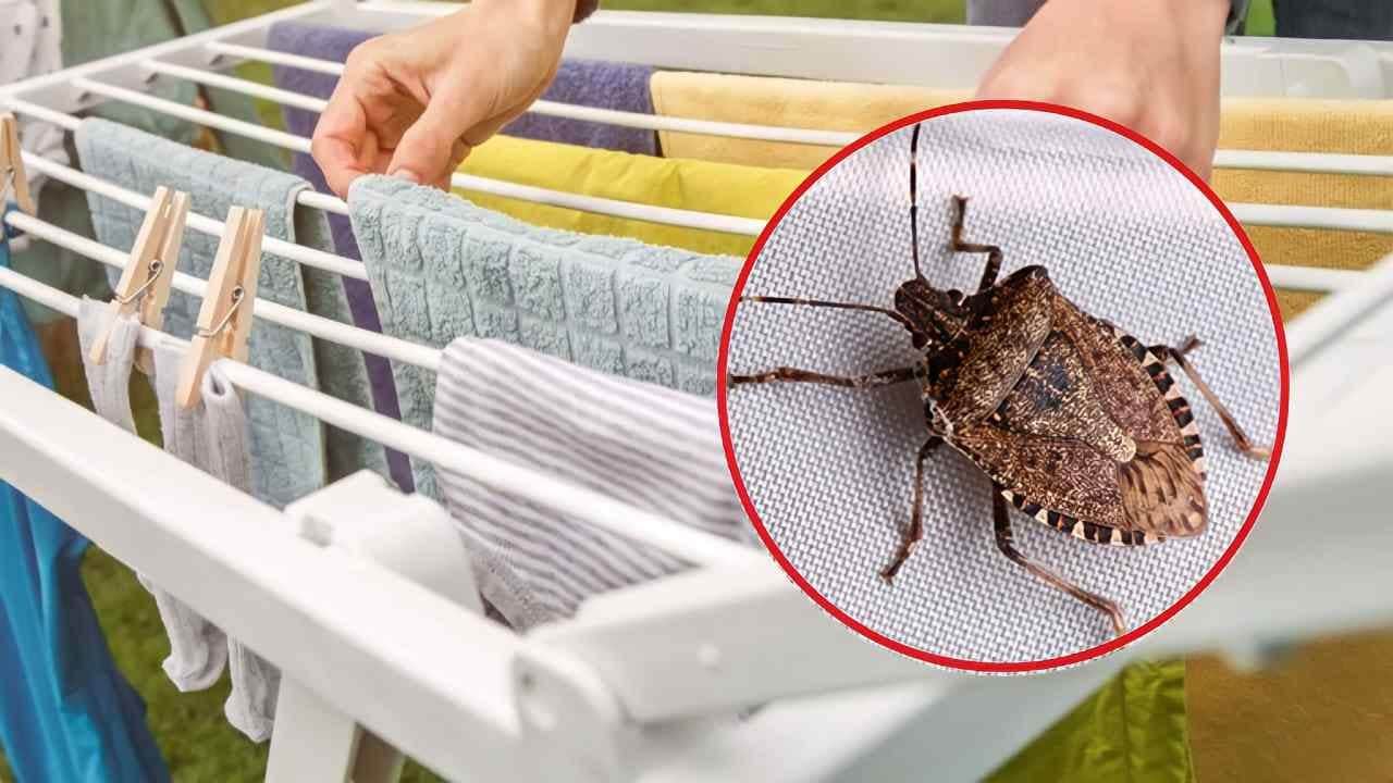 Come fare una trappola per cimici con due bottiglie: il tutorial | Ohga!