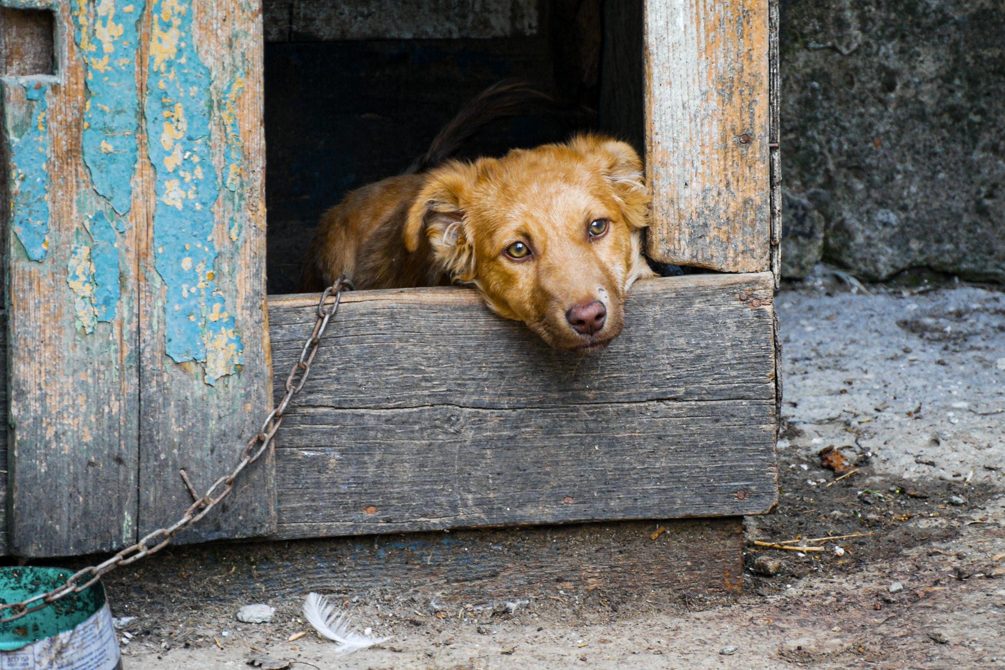 Save the Dogs avvia un progetto in Calabria e si batte contro i cani a ...