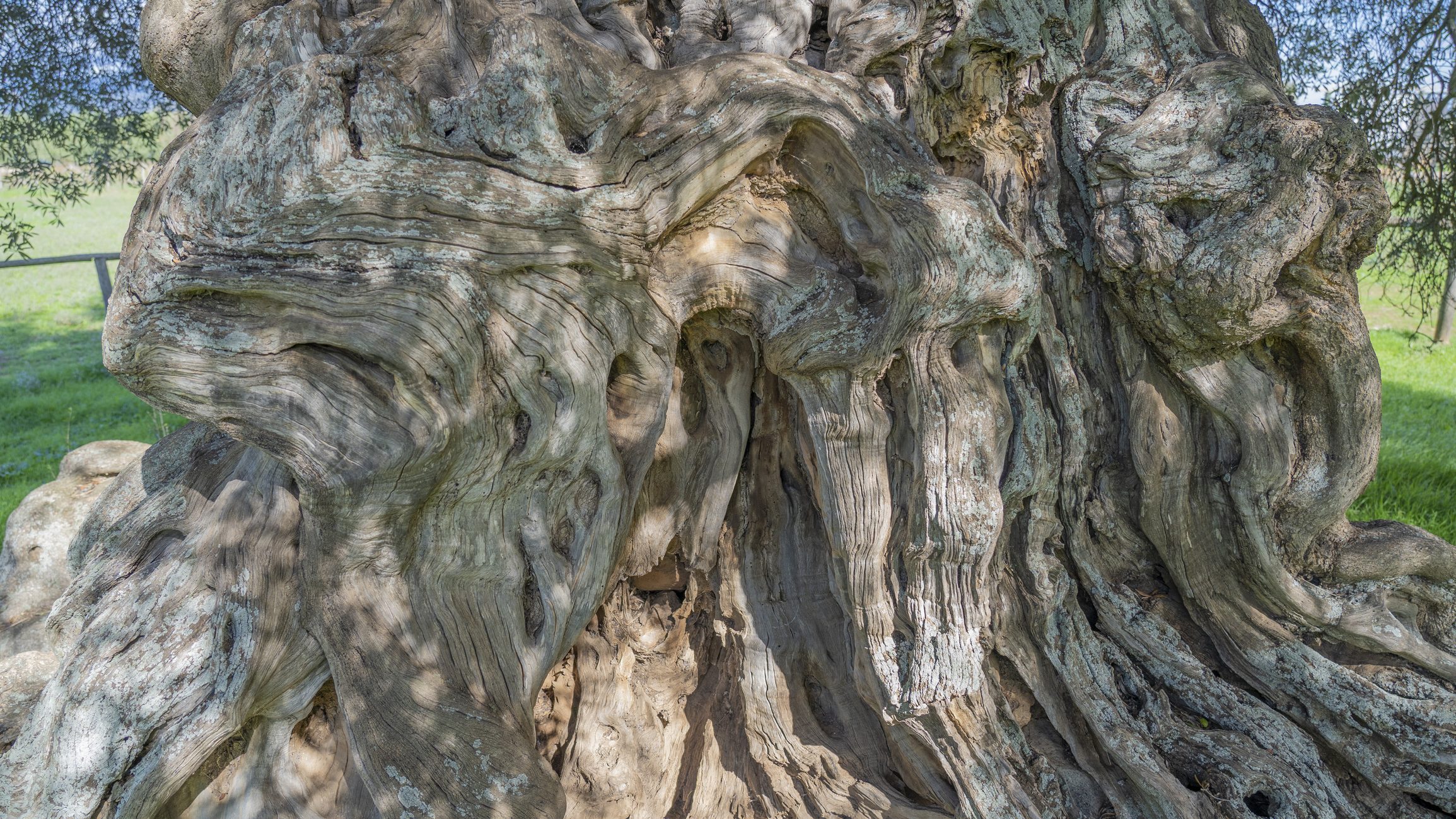 Alberi secolari nelle oasi WWF: 10 storici esemplari che testimoniano ...