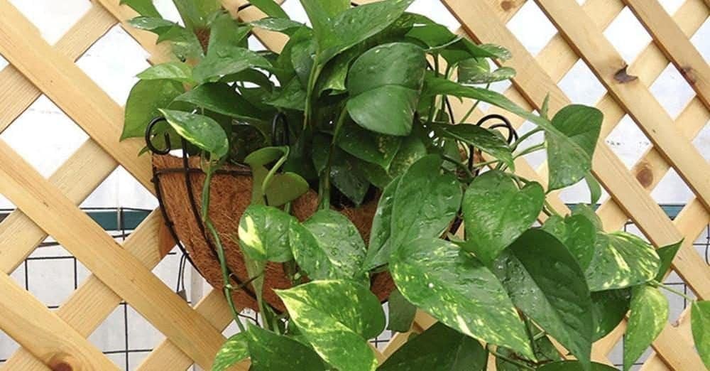 Il trucco da applicare al tuo pothos per avere foglie super verdi e una ...