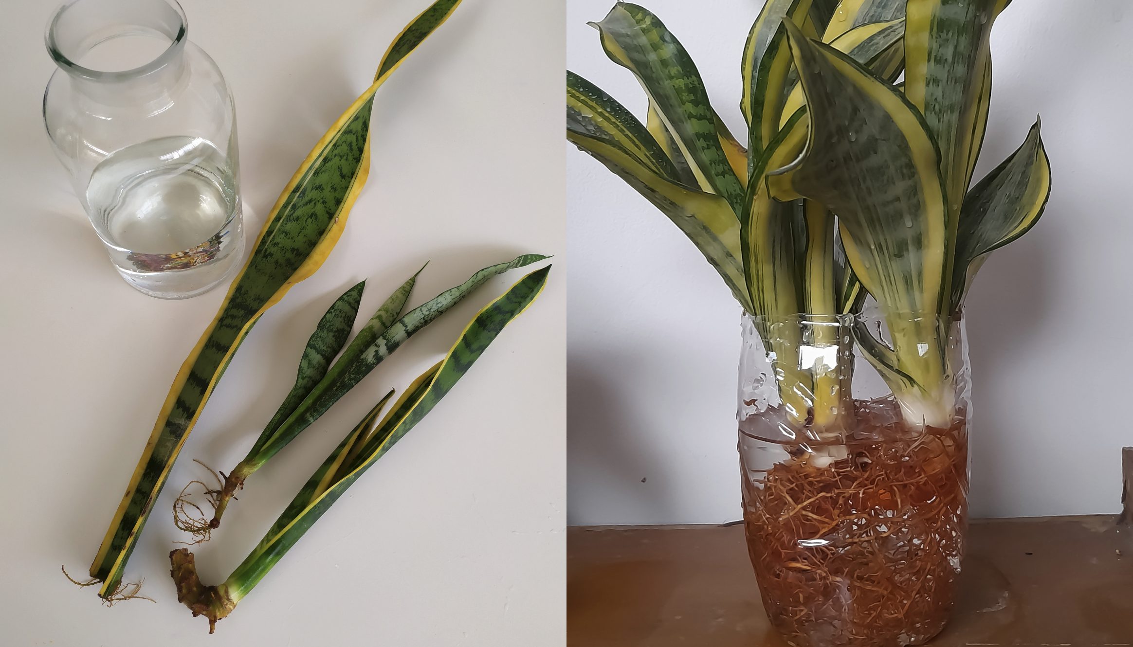 Come moltiplicare la sansevieria con una talea in terra o in acqua | Ohga!