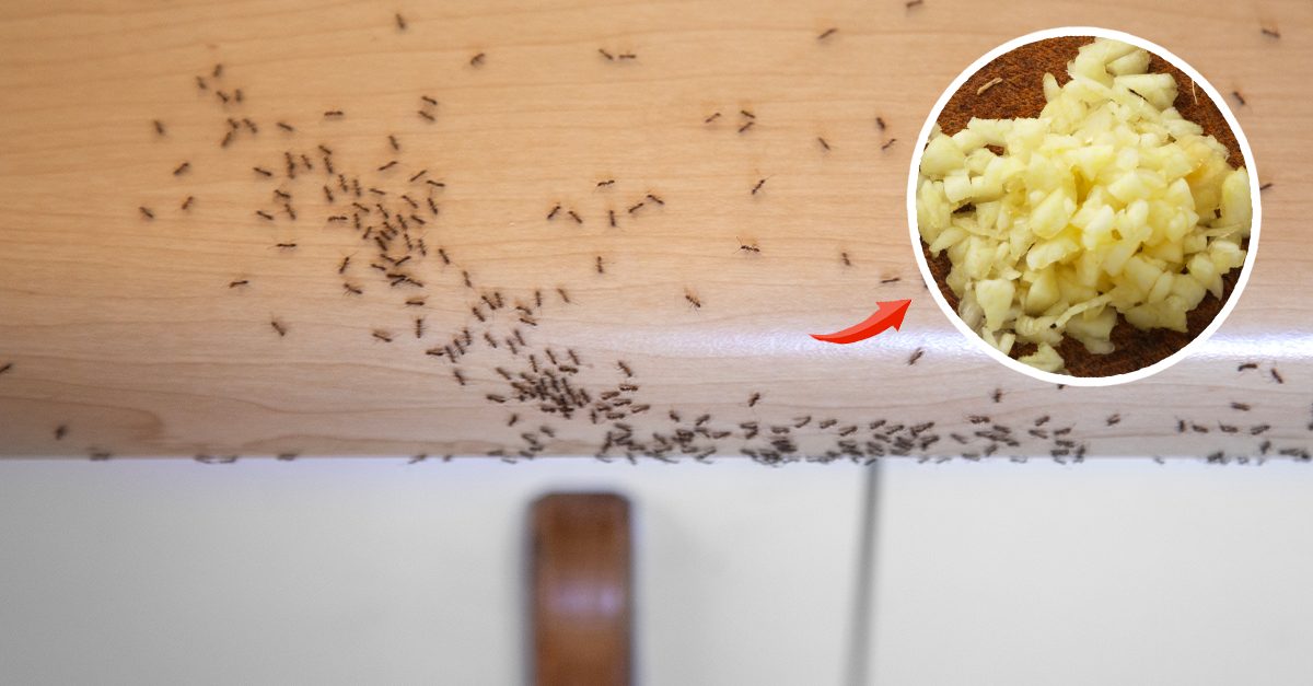 Come allontanare gli insetti: metodi naturali ed efficaci | Ohga!