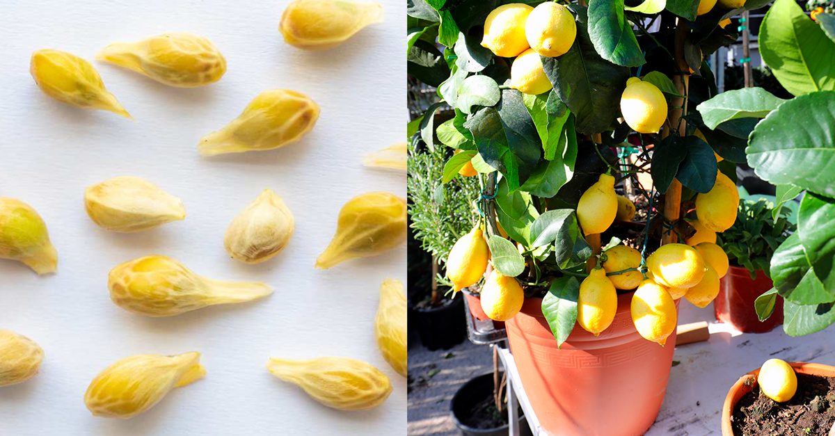 Come accelerare la crescita dell'albero di limoni: 10 consigli per ottenere risultati migliori ...