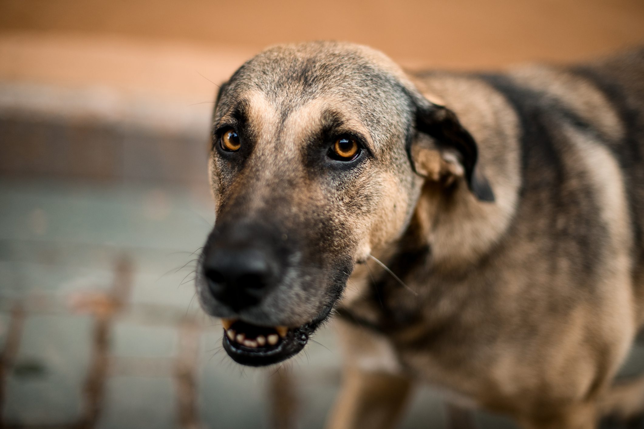 In Romania i calciatori scendono in campo insieme ai cani randagi ...