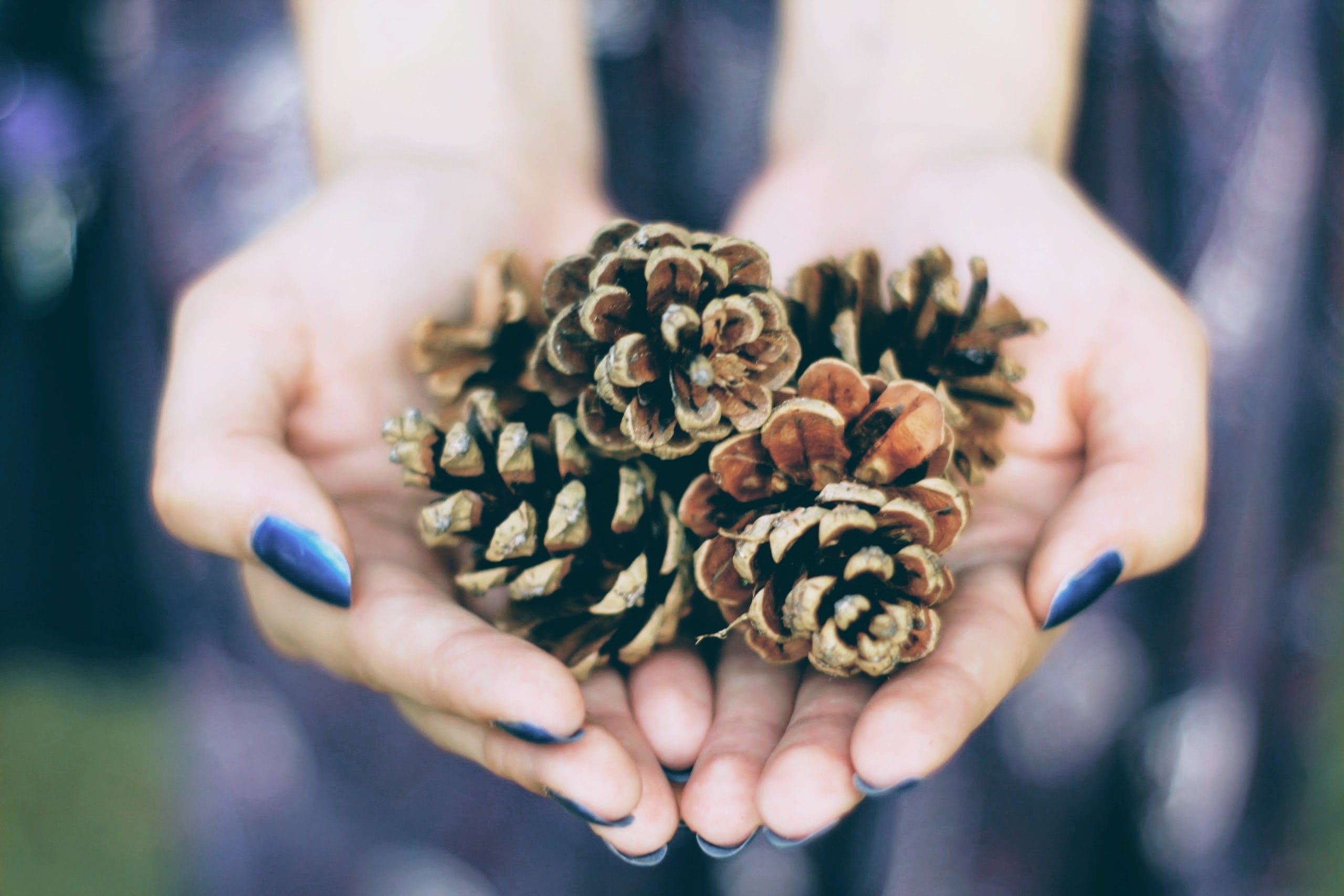 5 idee originali per riutilizzare le pigne | Ohga!