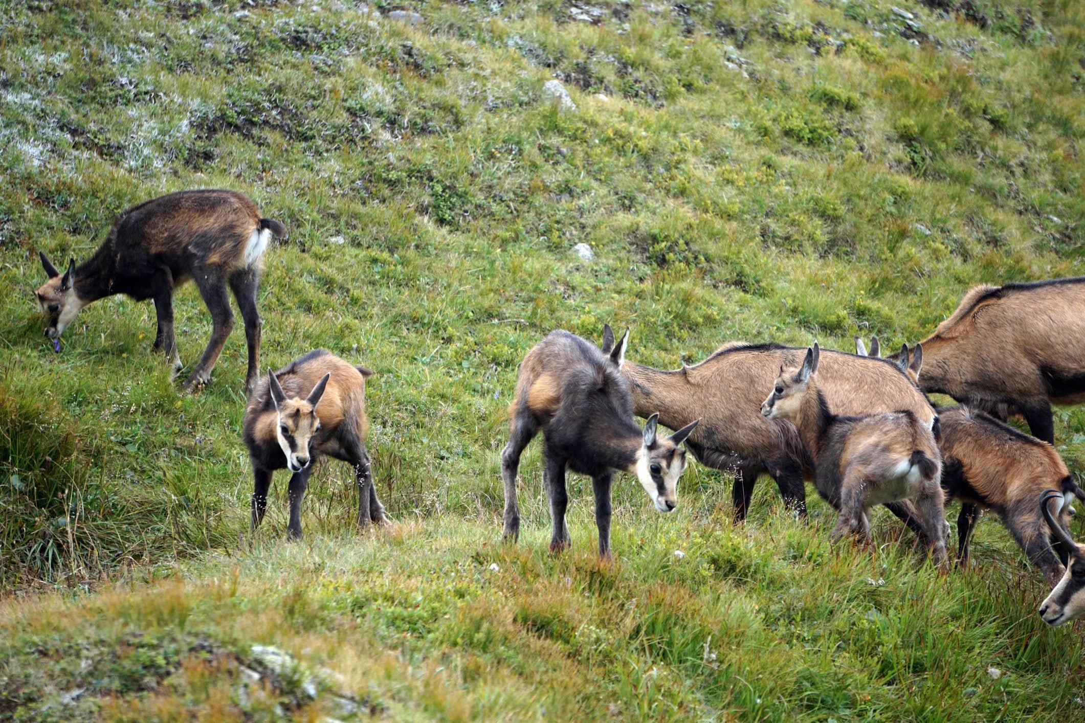 Le capre selvatiche del Monte Solaro cacciate da Capri. La loro colpa ...