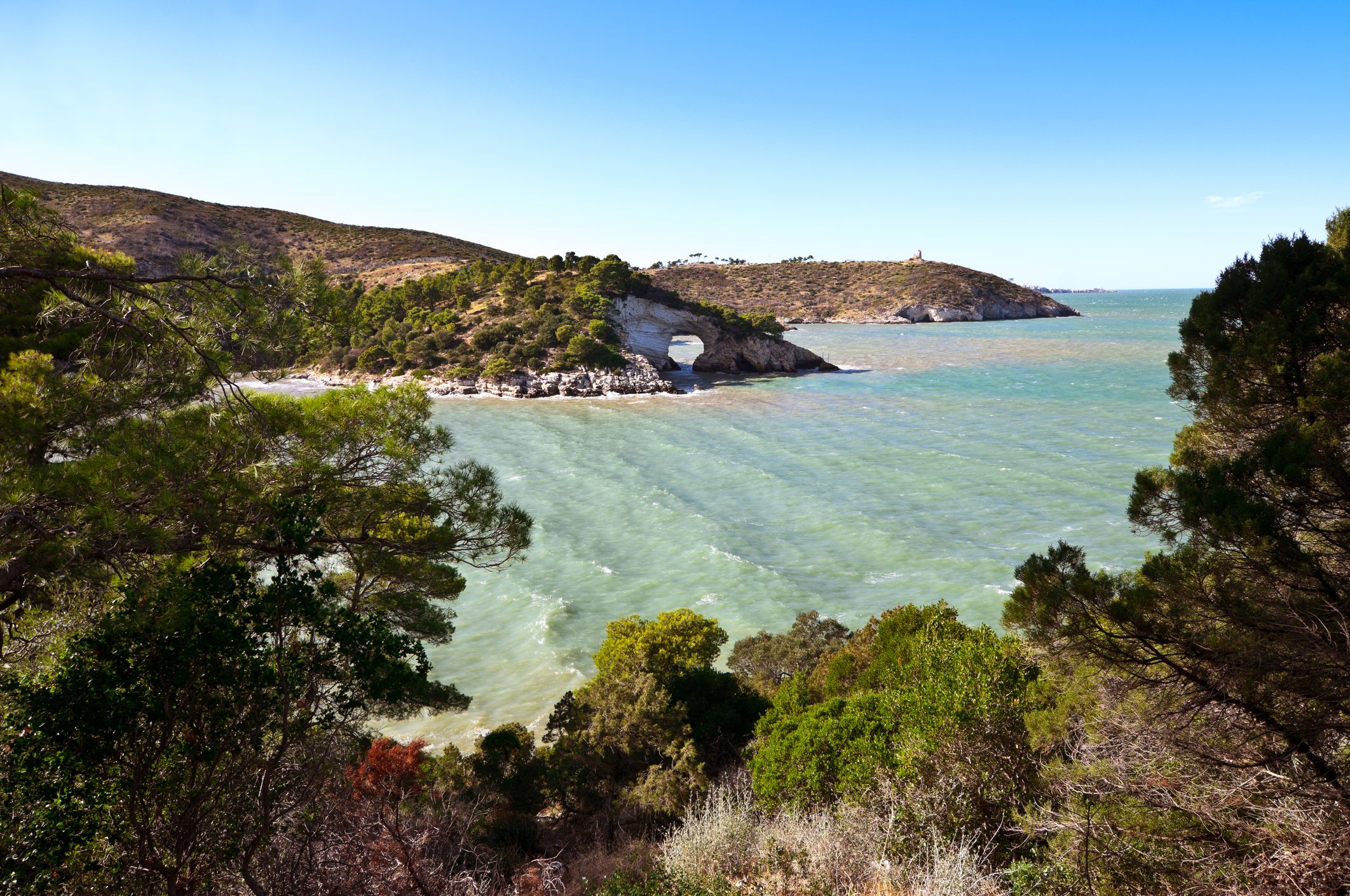 Quali piante compongono la macchia mediterranea | Ohga!