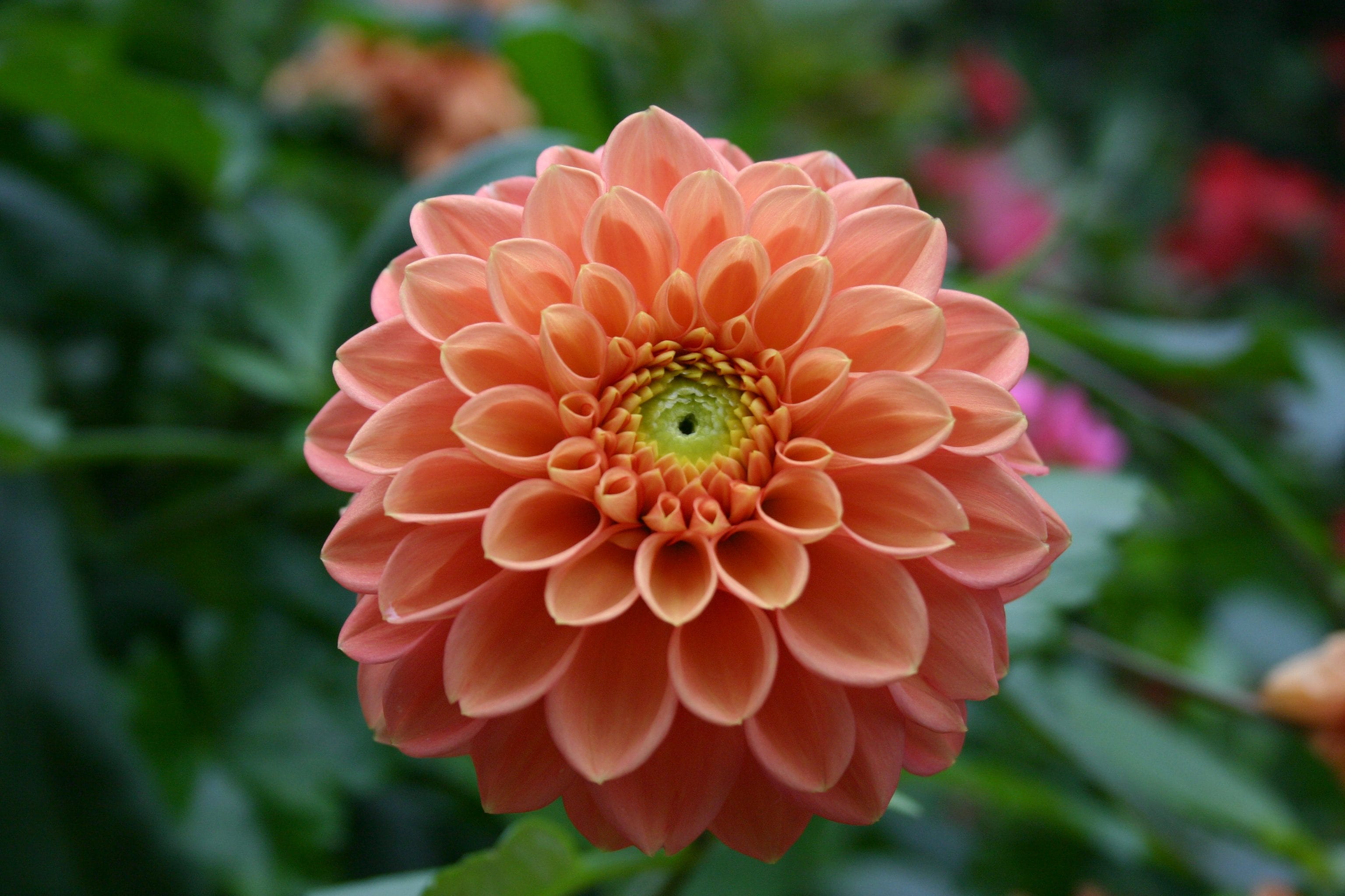 Come realizzare una dalia di carta | Ohga!